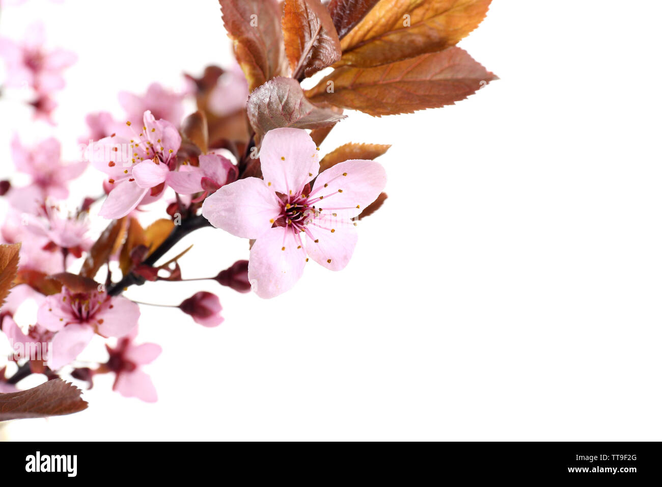 Flowering branch isolated on white Stock Photo - Alamy