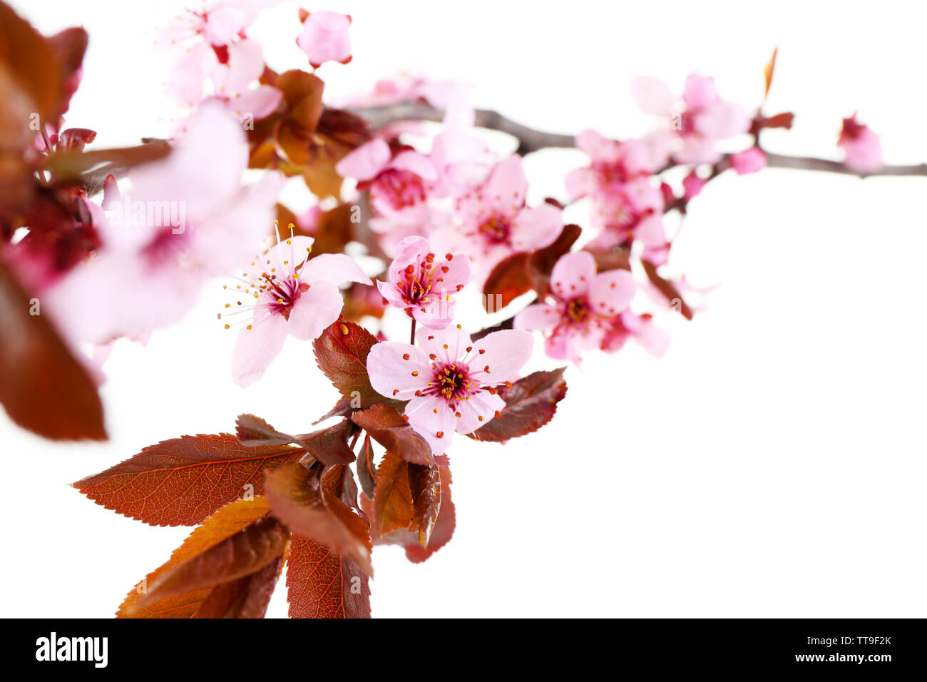 Flowering branch isolated on white Stock Photo - Alamy