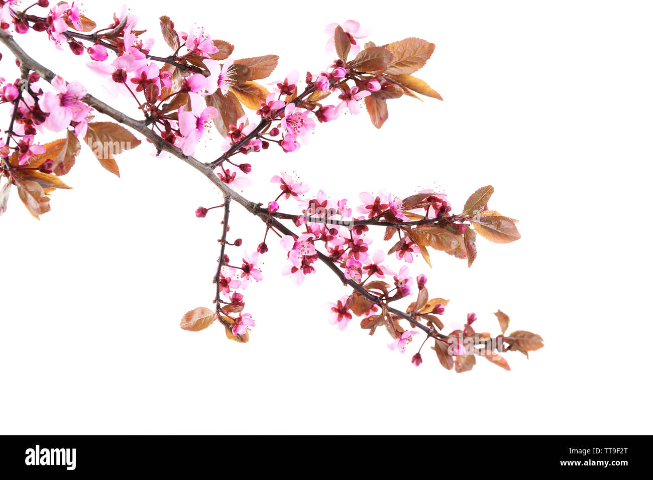 Flowering branch isolated on white Stock Photo - Alamy