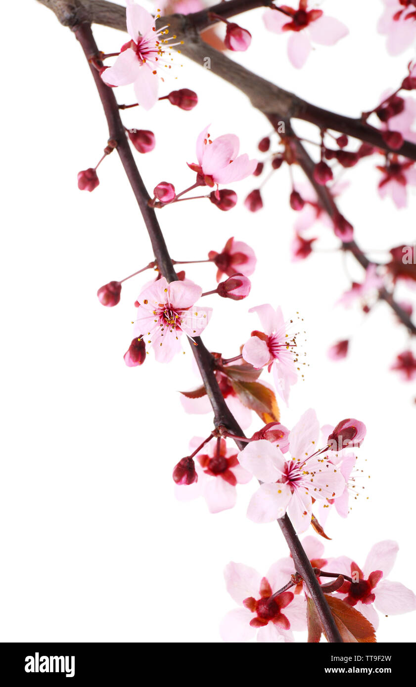 Flowering branch isolated on white Stock Photo - Alamy