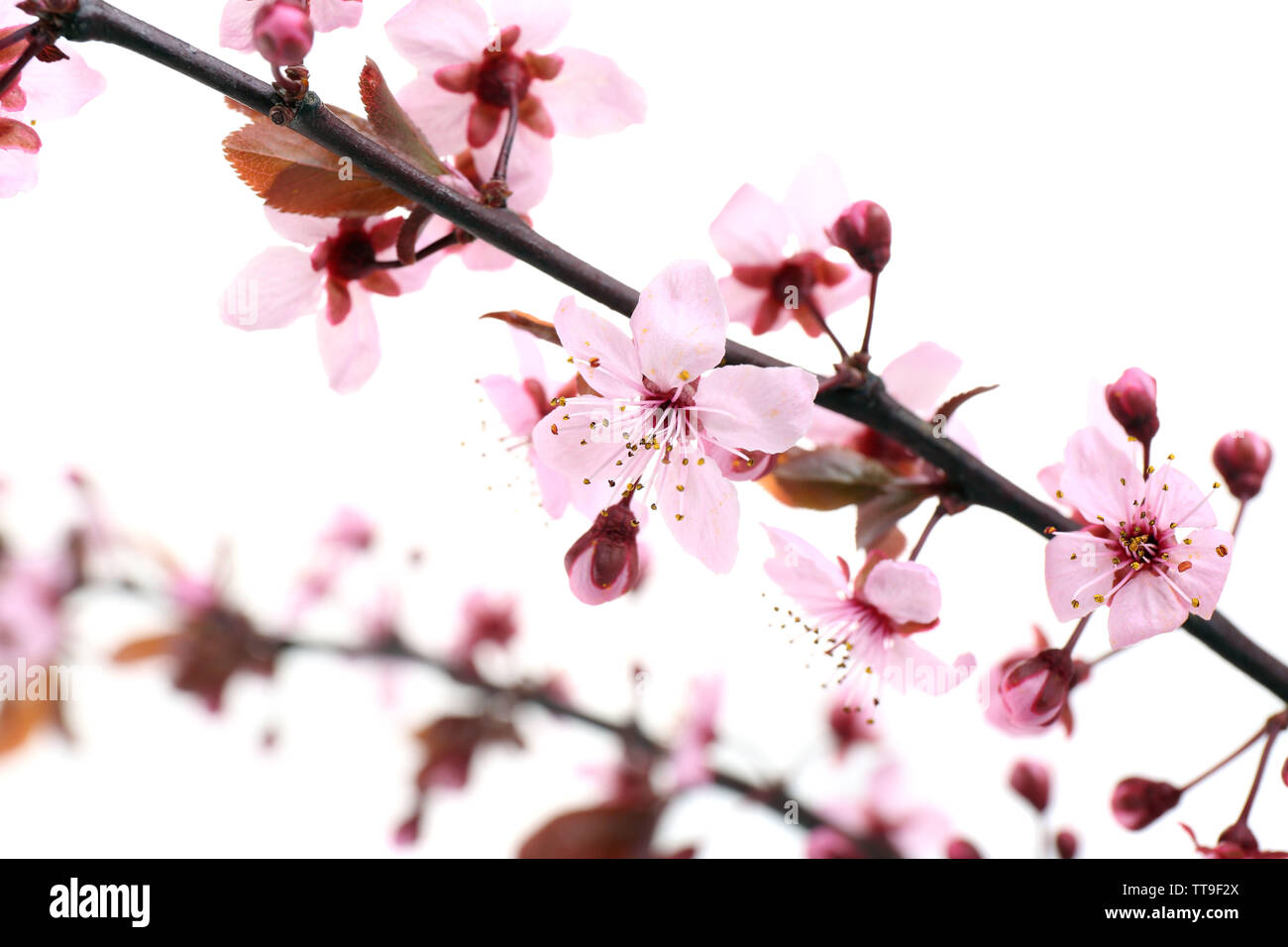 Flowering branch isolated on white Stock Photo - Alamy