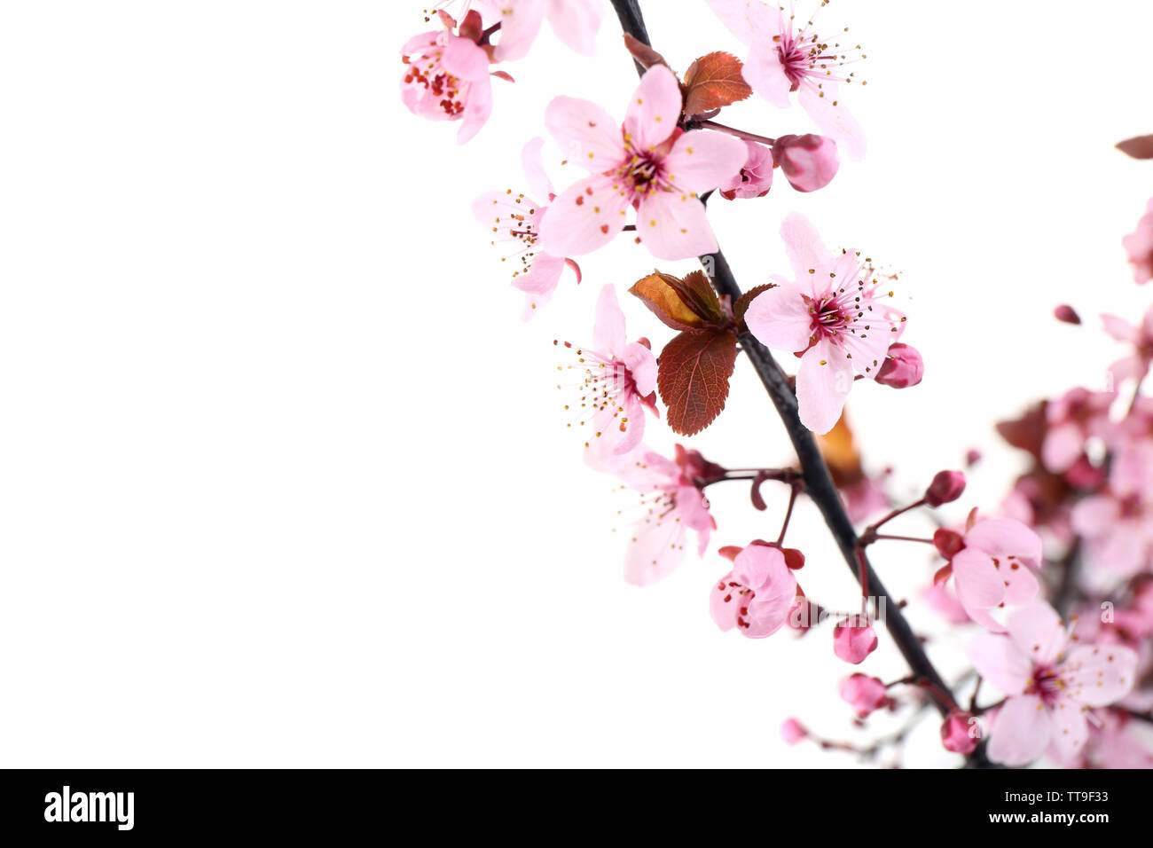 Flowering branch isolated on white Stock Photo - Alamy