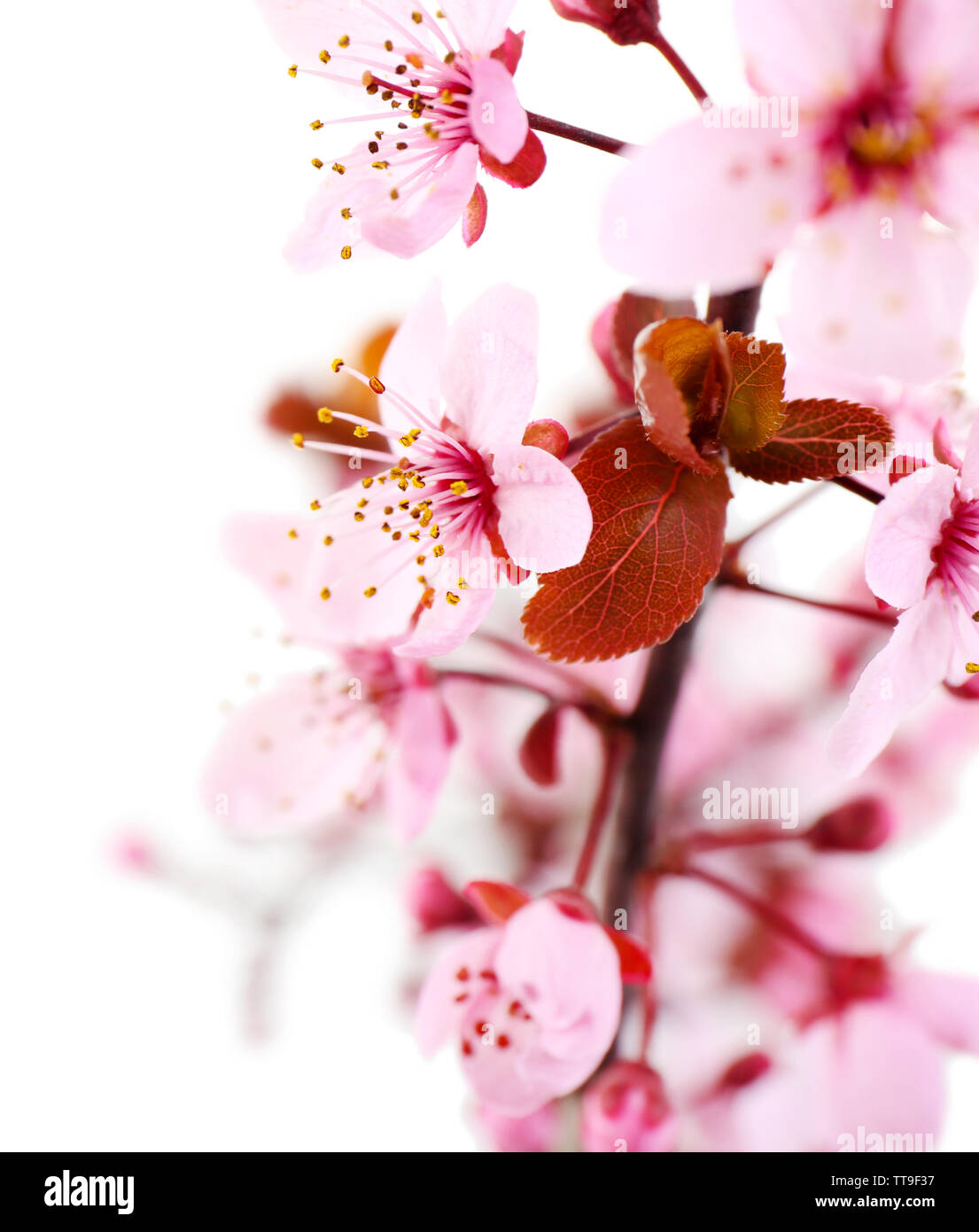 Flowering branch isolated on white Stock Photo - Alamy