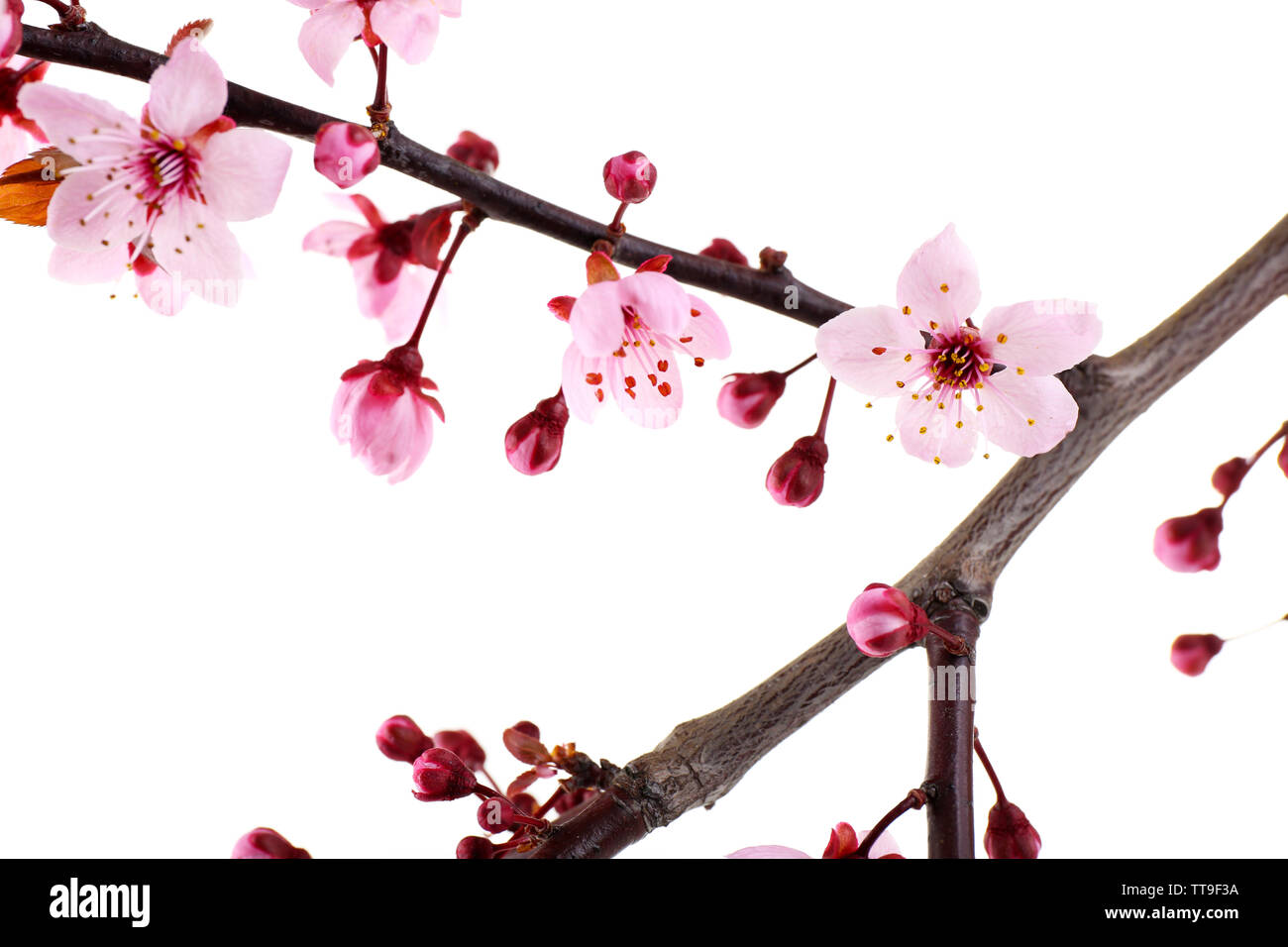 Flowering branch isolated on white Stock Photo - Alamy