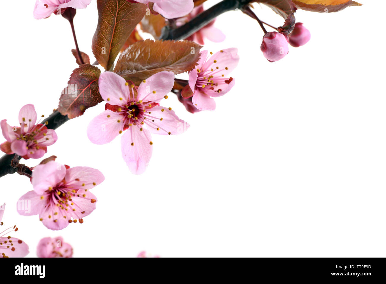 Flowering branch isolated on white Stock Photo - Alamy
