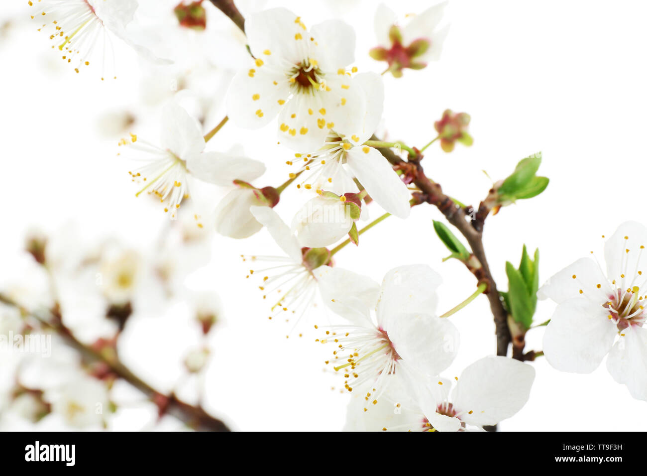 Flowering branch, closeup Stock Photo - Alamy