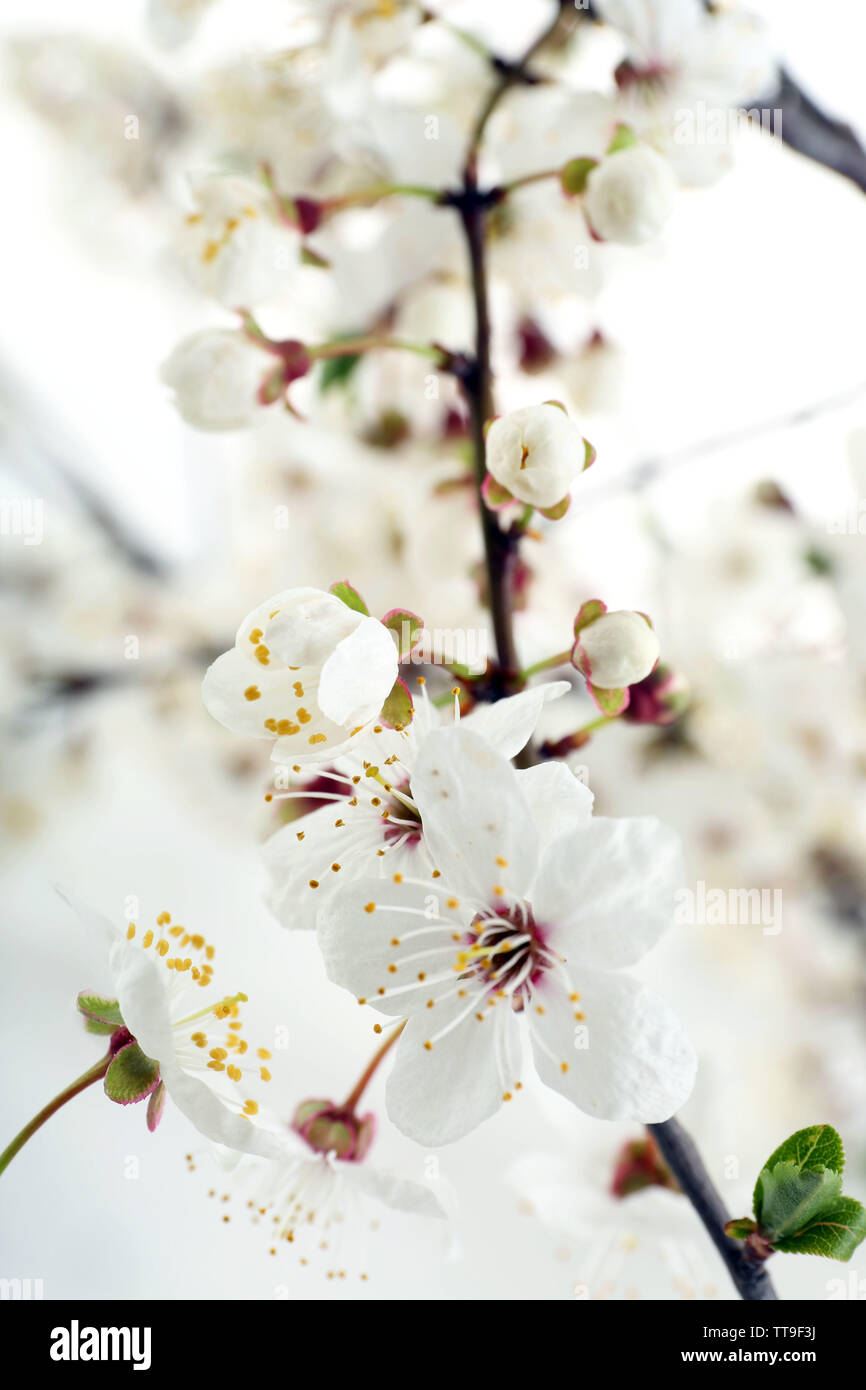 Flowering branch, closeup Stock Photo - Alamy