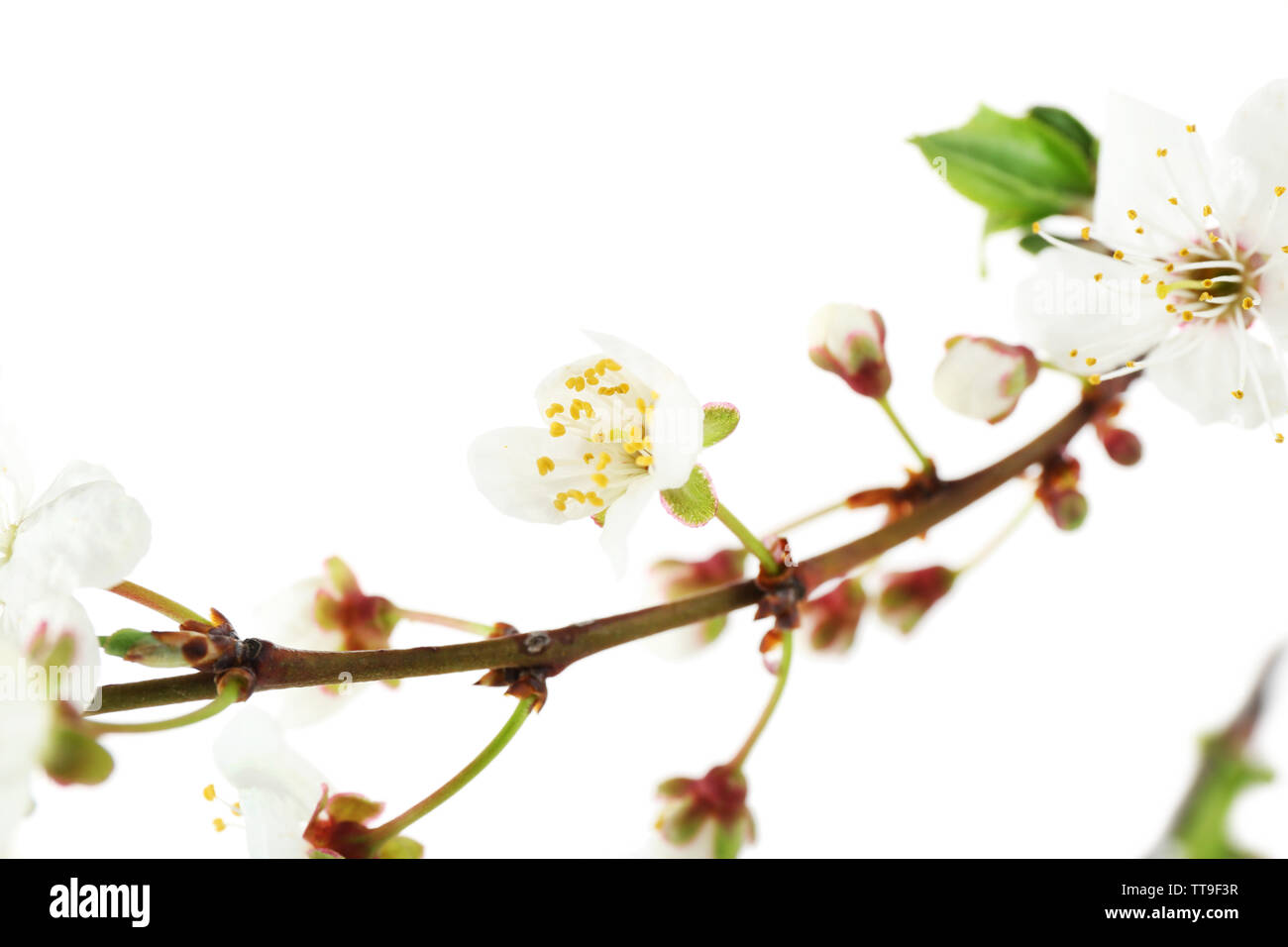 Flowering branch isolated on white Stock Photo - Alamy