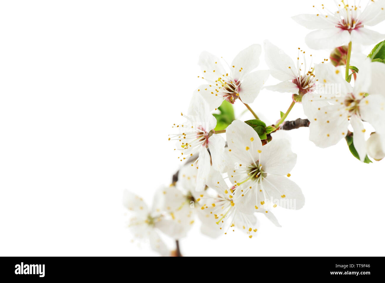 Flowering branch isolated on white Stock Photo - Alamy