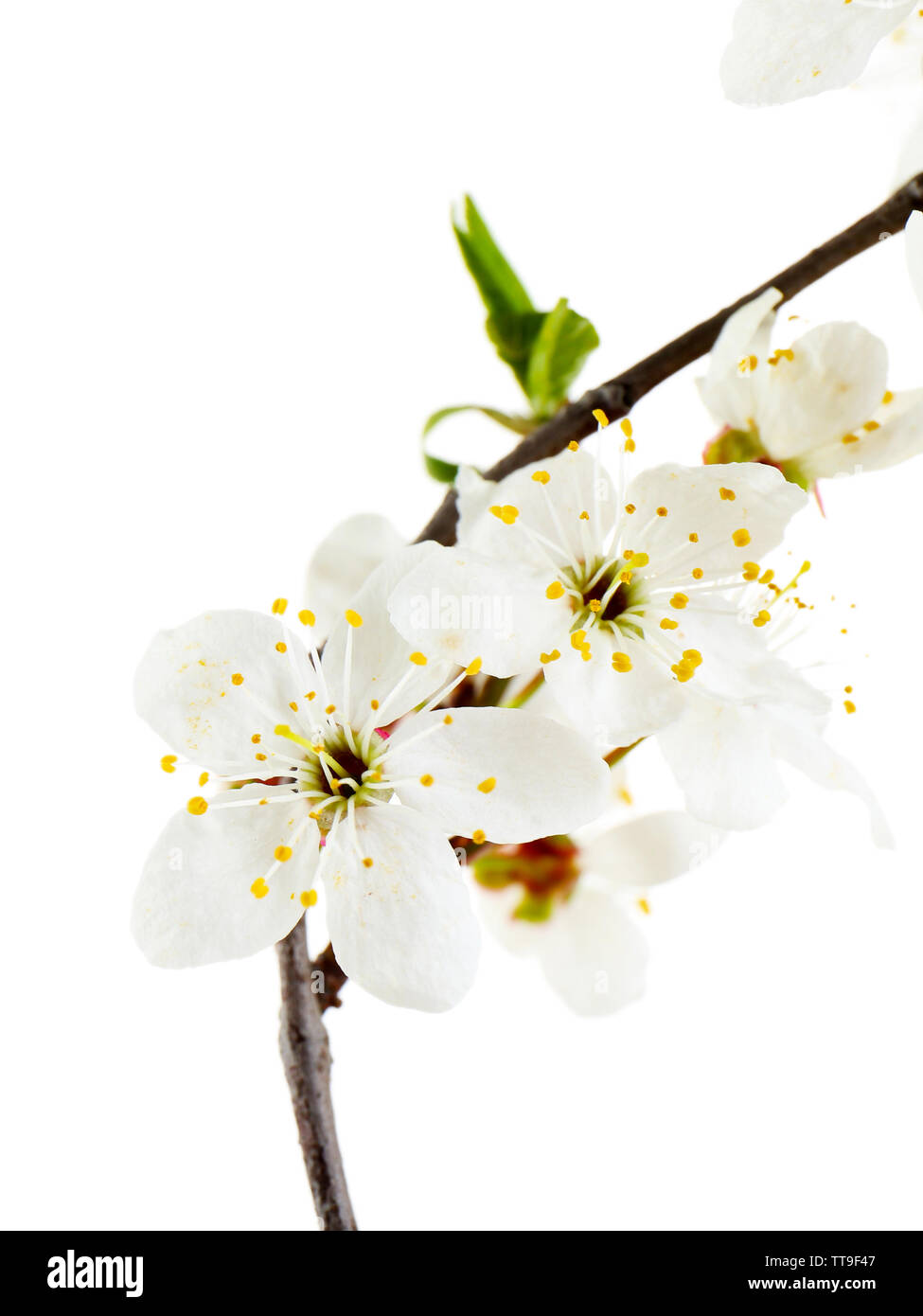 Flowering branch isolated on white Stock Photo - Alamy