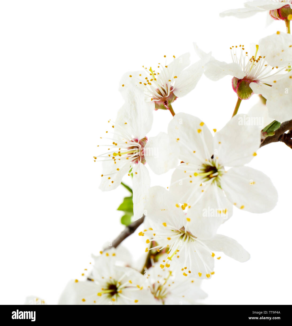 Flowering branch isolated on white Stock Photo - Alamy