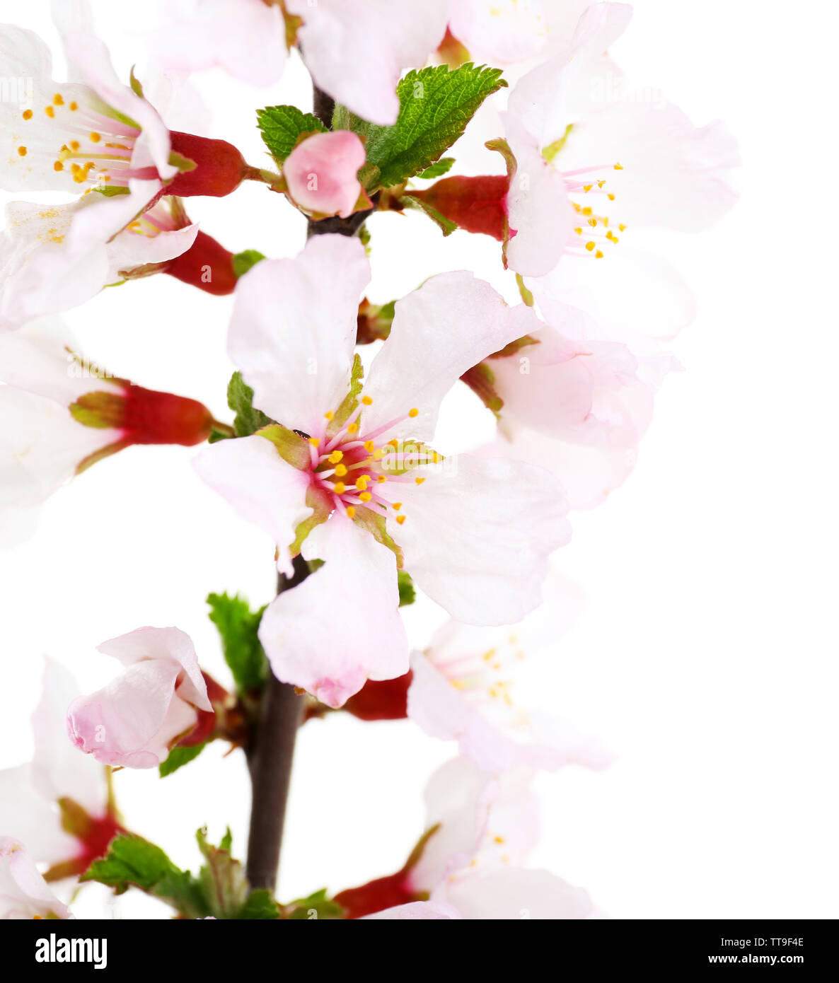 Flowering branch isolated on white Stock Photo - Alamy