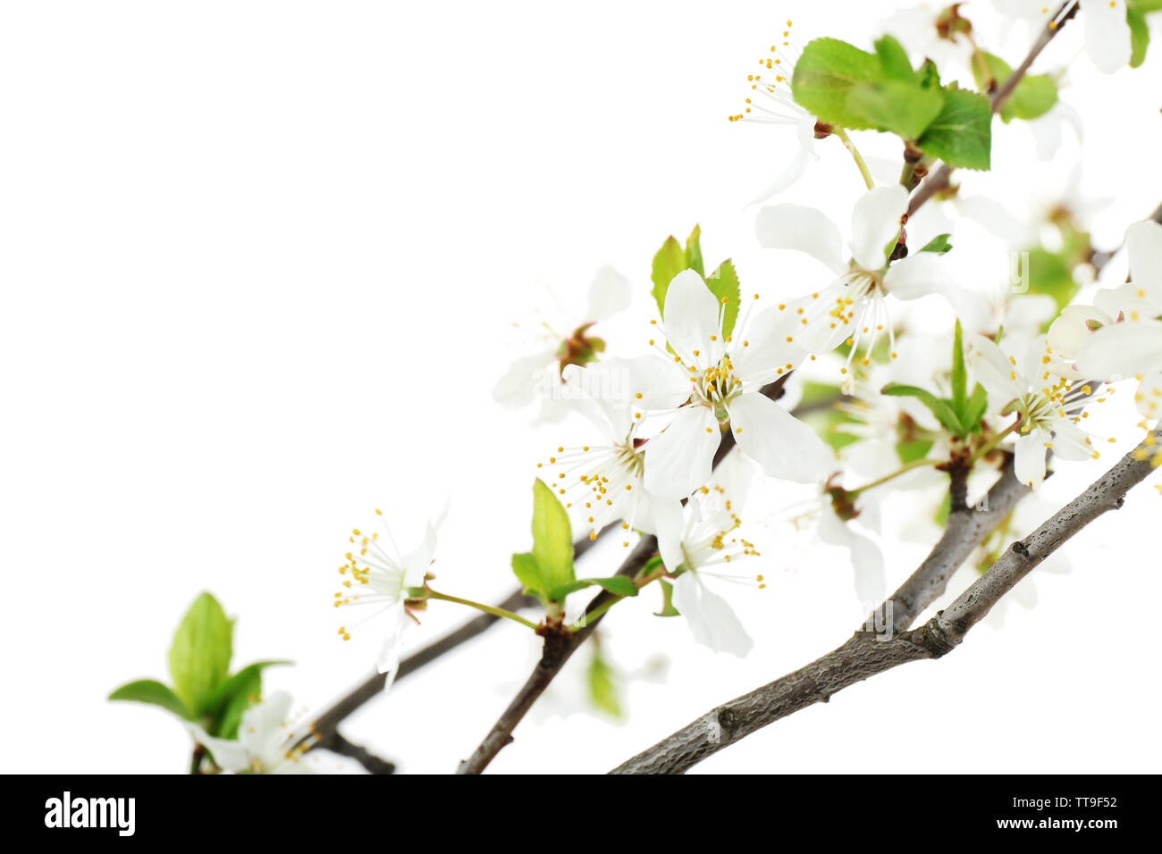 Flowering branch isolated on white Stock Photo - Alamy