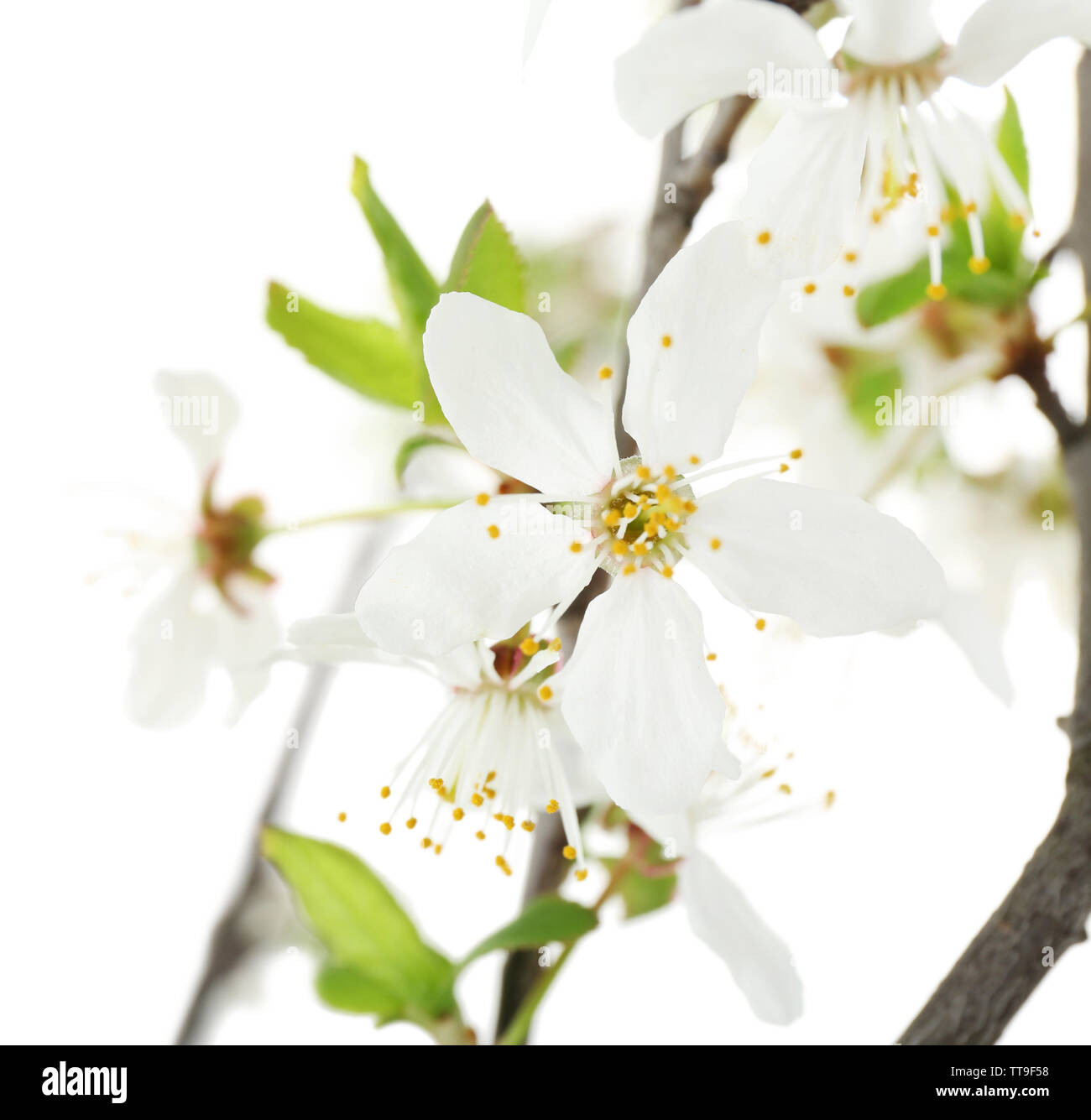 Flowering branch isolated on white Stock Photo - Alamy
