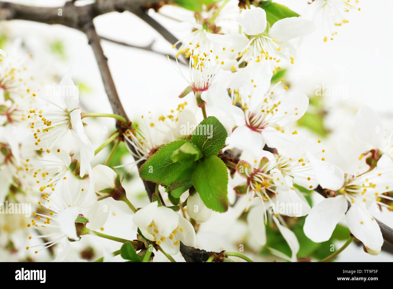 Flowering branch, closeup Stock Photo - Alamy