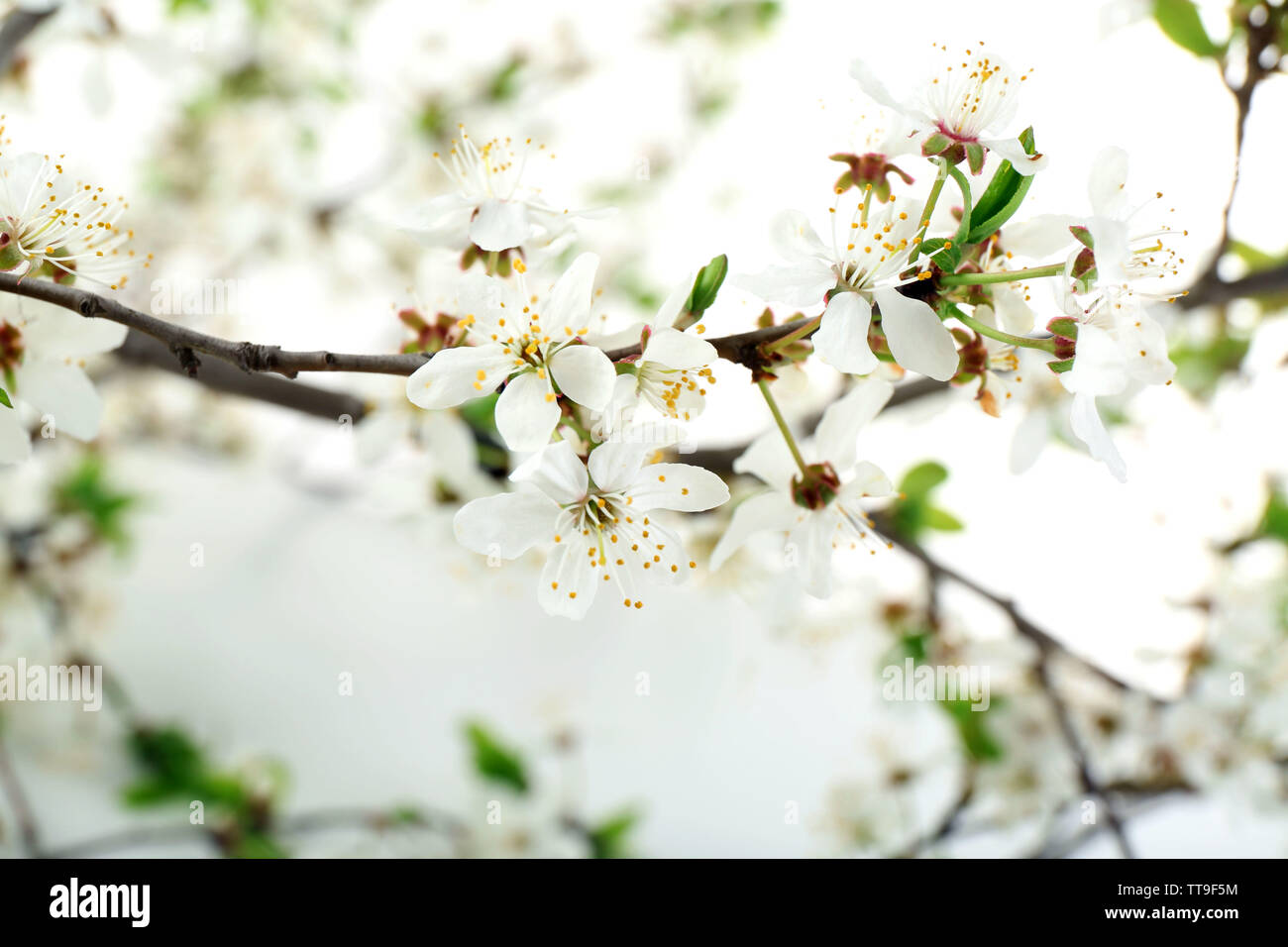 Flowering branch, closeup Stock Photo - Alamy