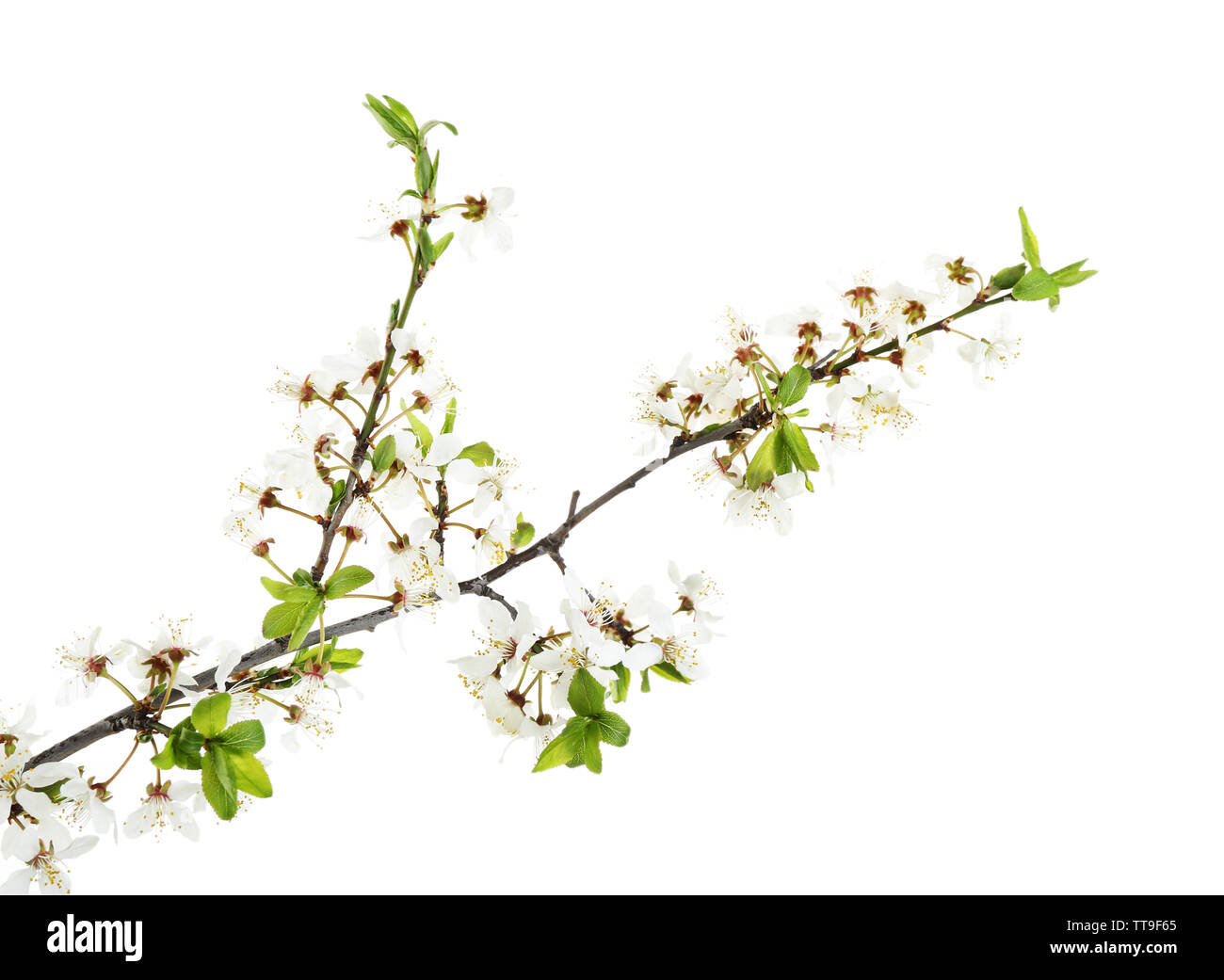 Flowering branch isolated on white Stock Photo - Alamy