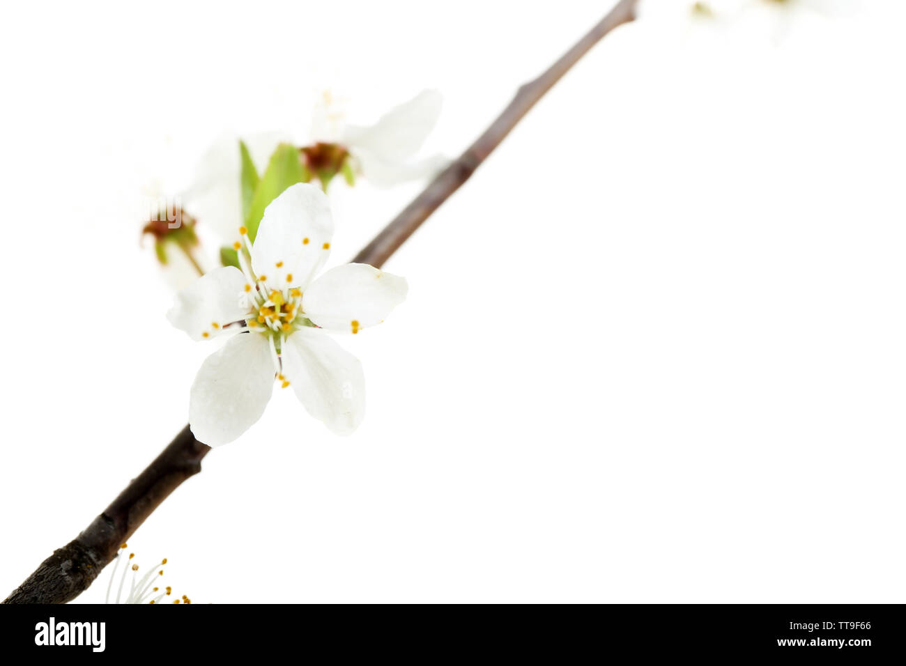 Flowering branch isolated on white Stock Photo - Alamy