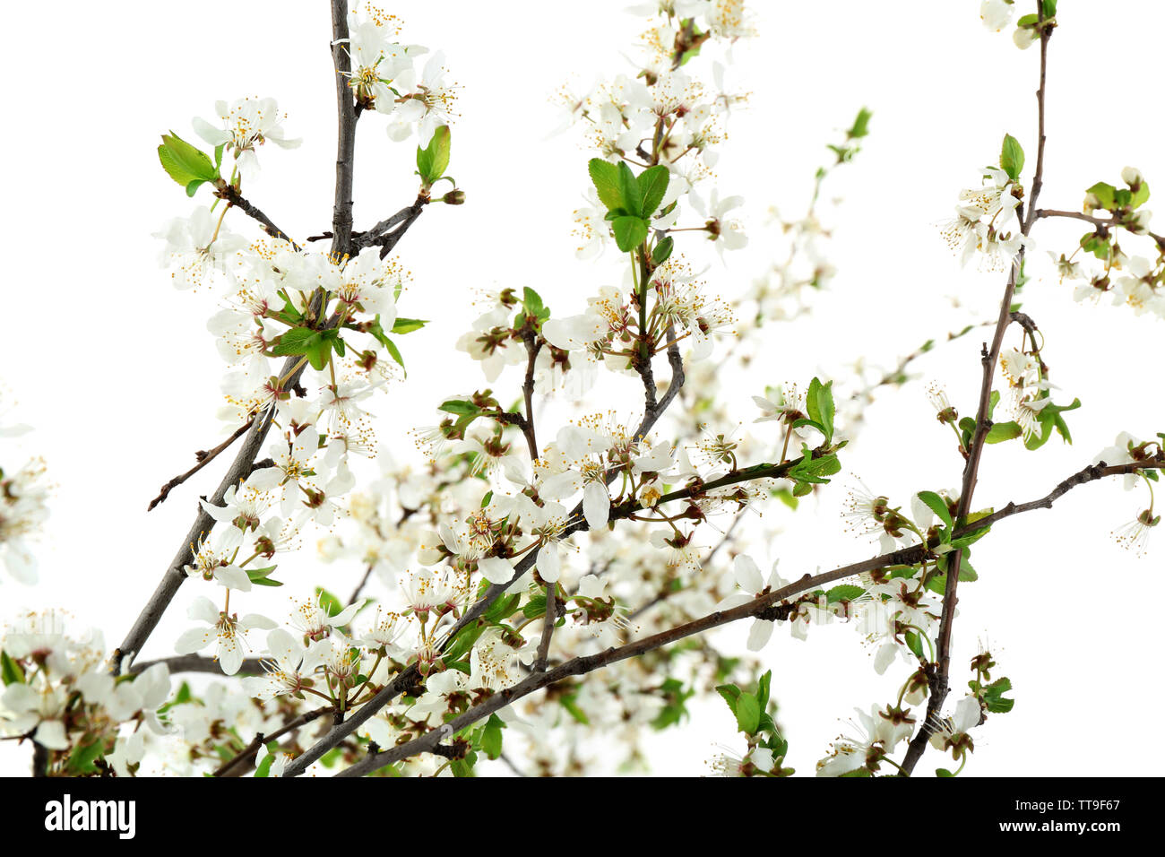 Flowering branch isolated on white Stock Photo - Alamy