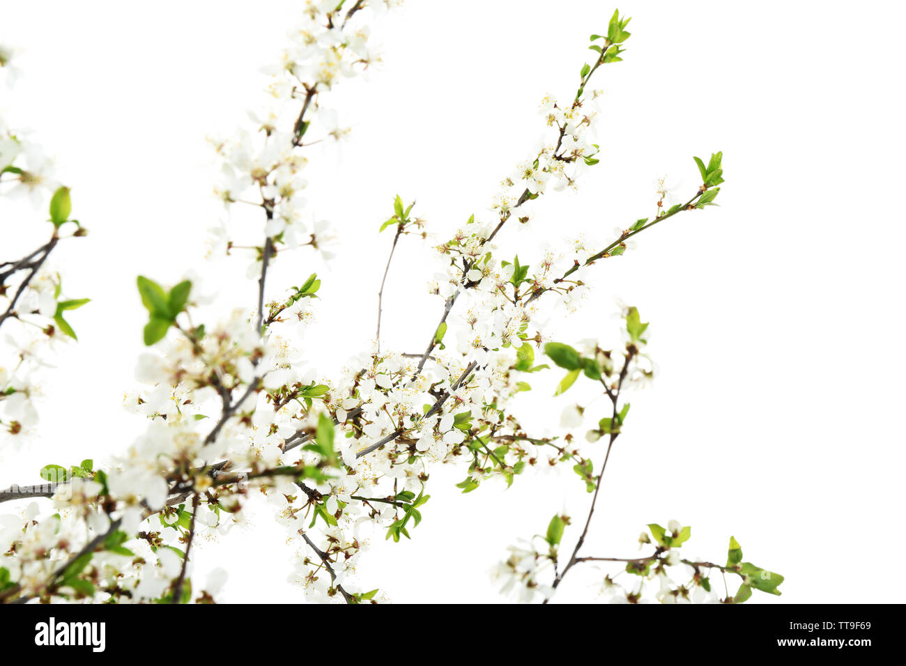 Flowering branch isolated on white Stock Photo - Alamy