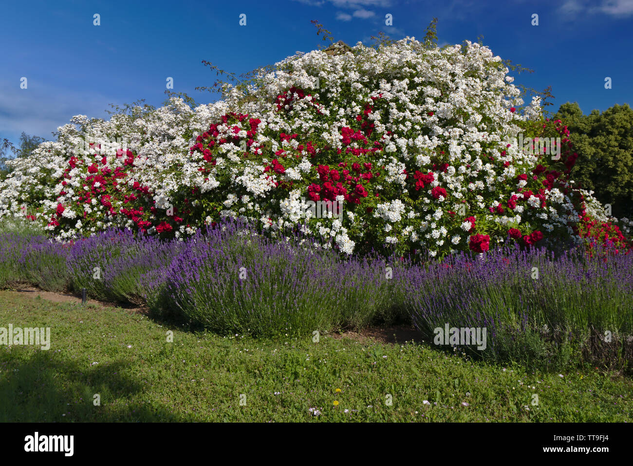 Rosarium hi-res stock photography and images - Alamy
