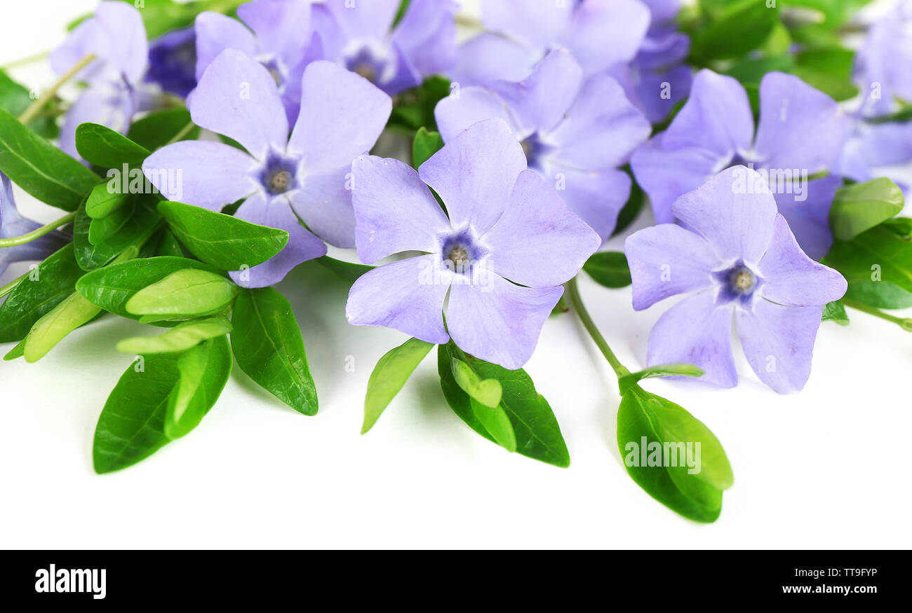 Purple periwinkle isolated on white Stock Photo - Alamy