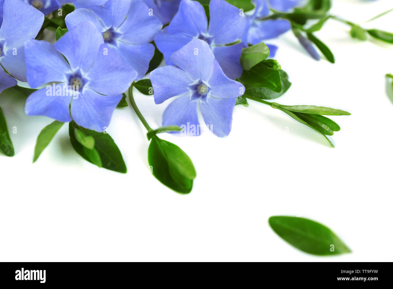 Purple periwinkle isolated on white Stock Photo - Alamy