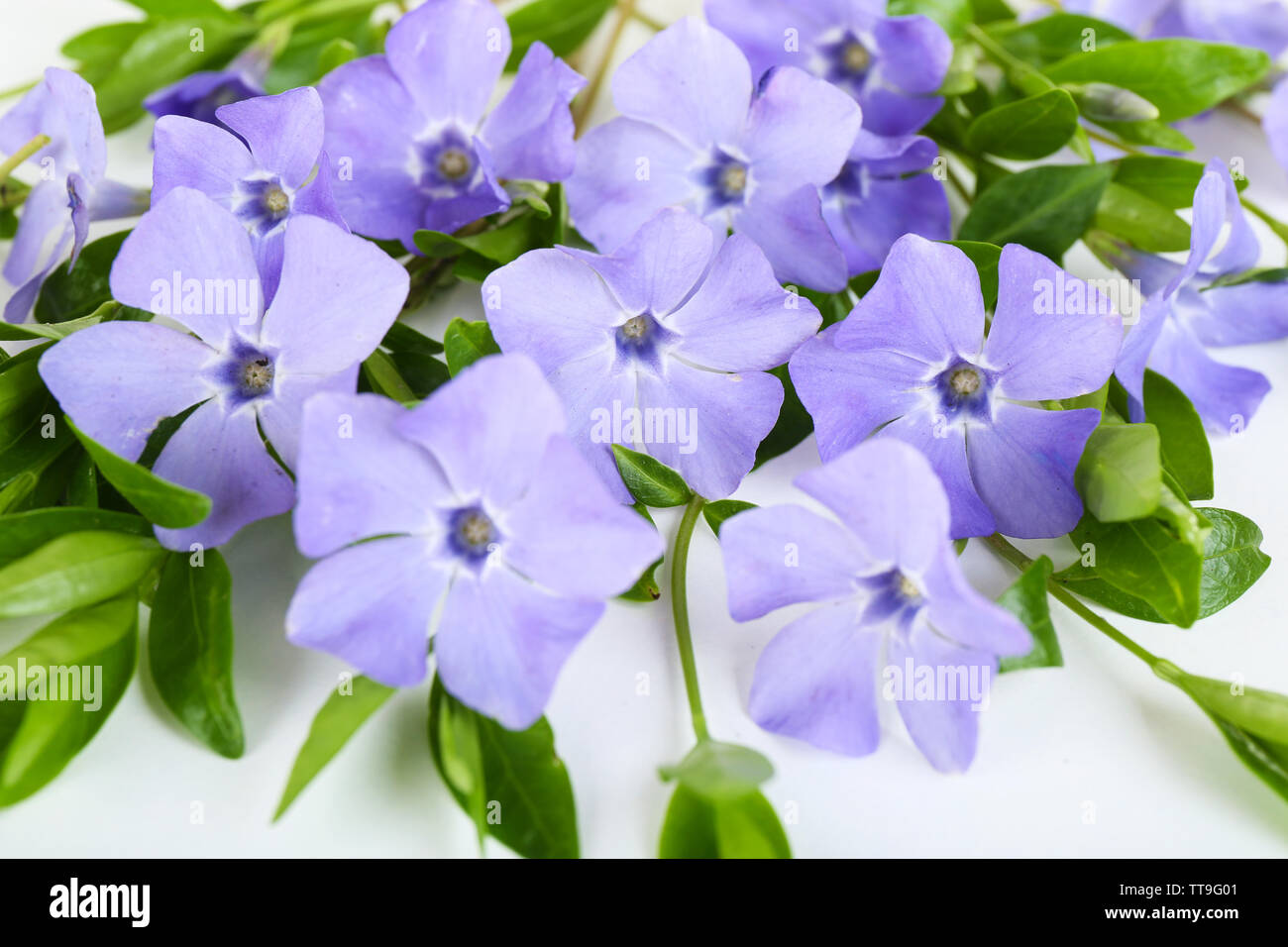 Purple periwinkle, closeup Stock Photo - Alamy
