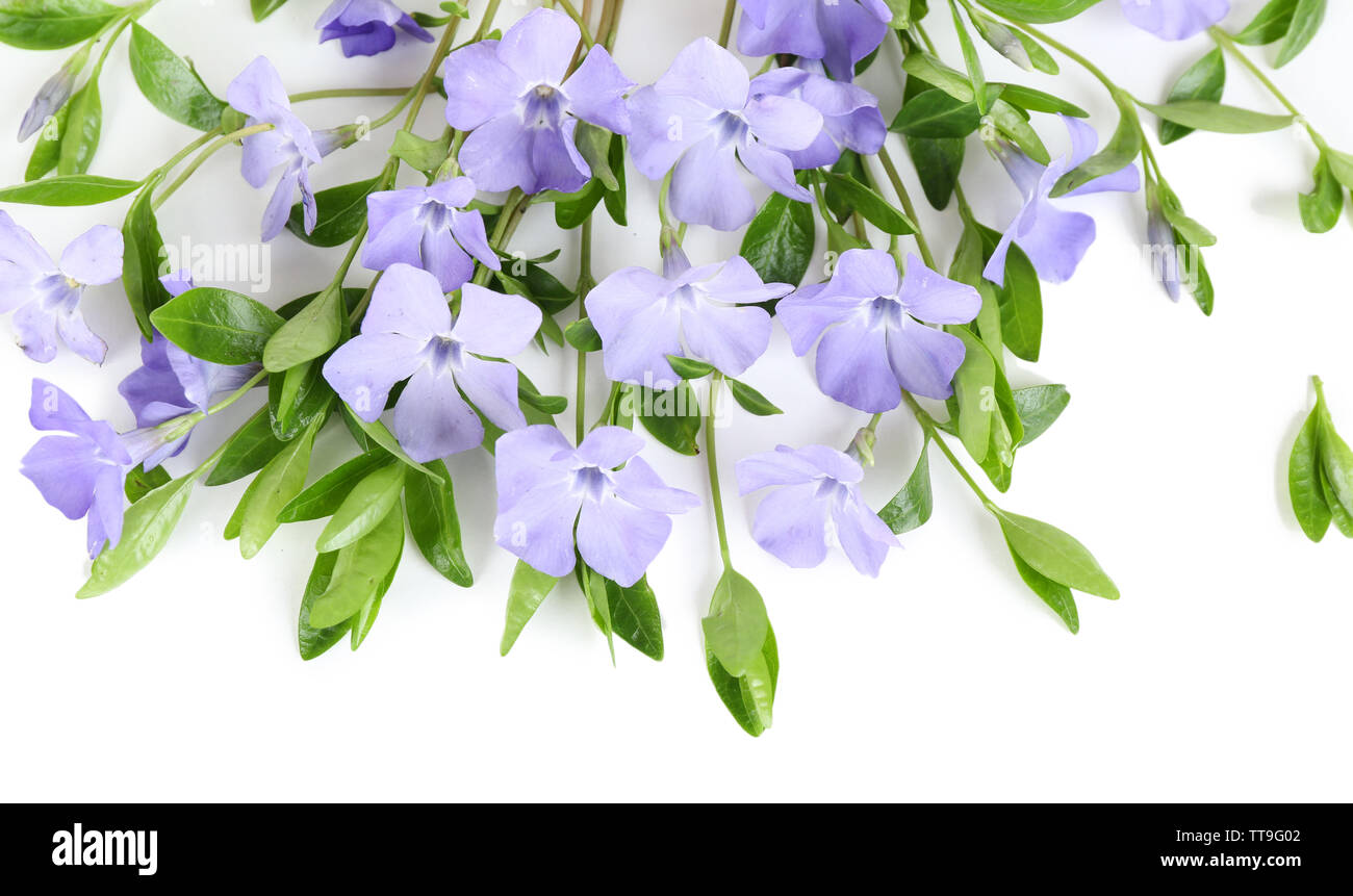 Purple periwinkle isolated on white Stock Photo - Alamy