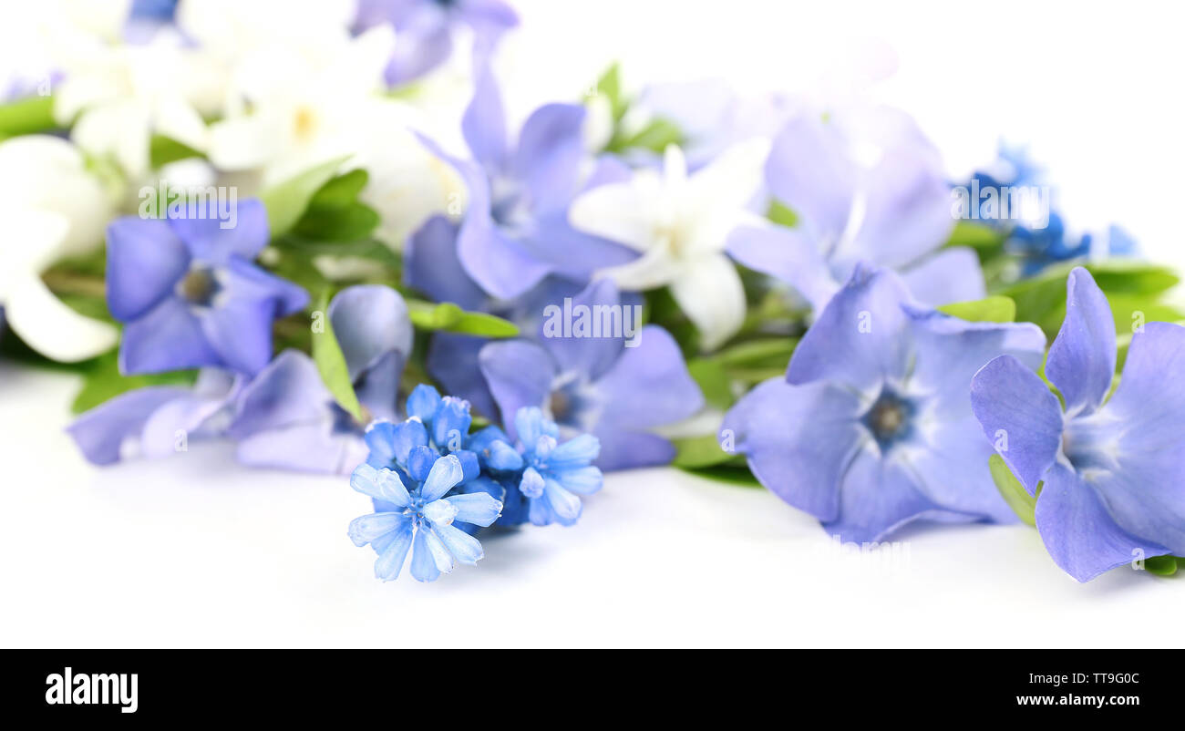 Purple periwinkle isolated on white Stock Photo - Alamy