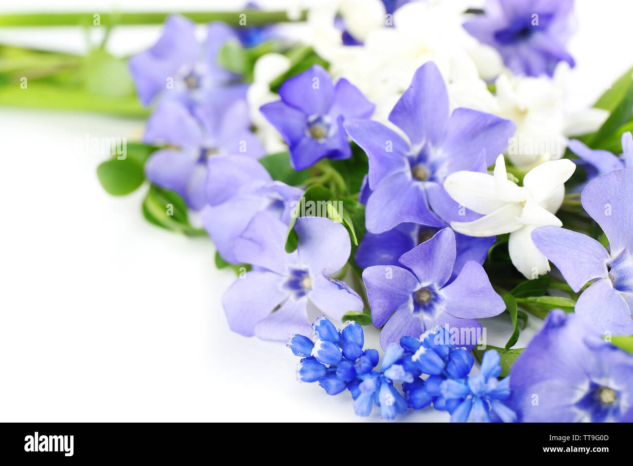 Purple periwinkle isolated on white Stock Photo - Alamy