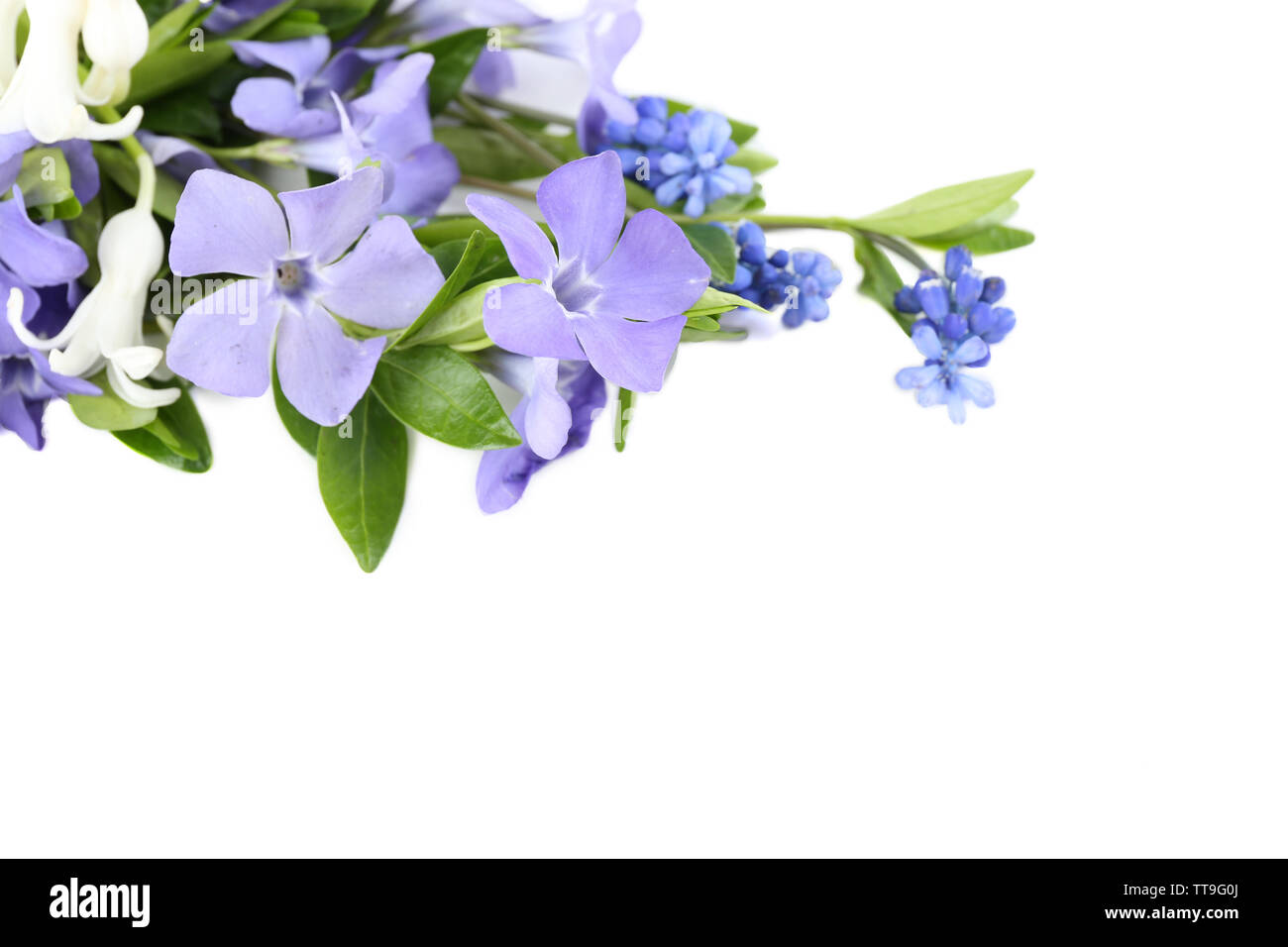 Purple periwinkle isolated on white Stock Photo - Alamy