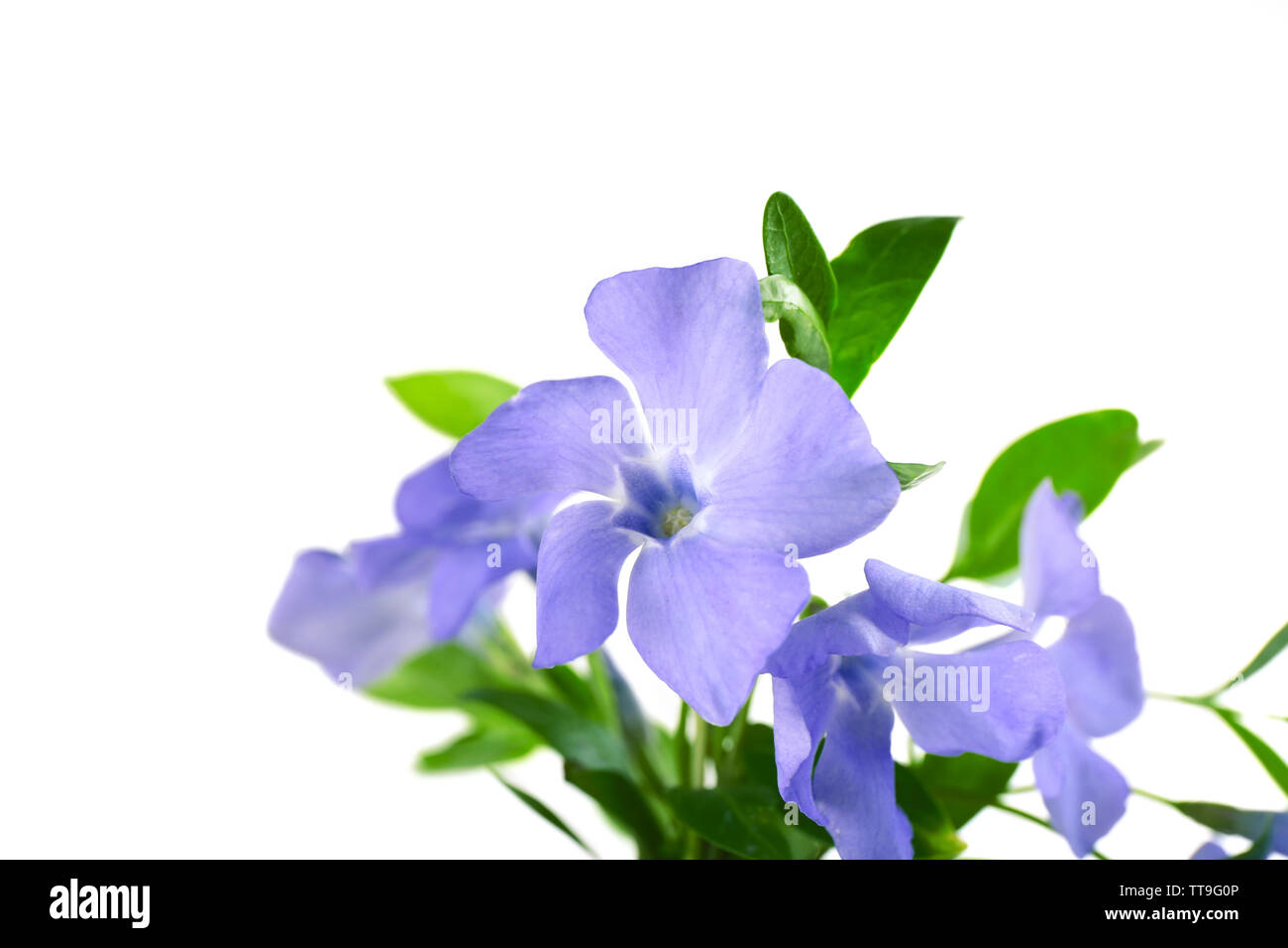 Purple periwinkle isolated on white Stock Photo - Alamy