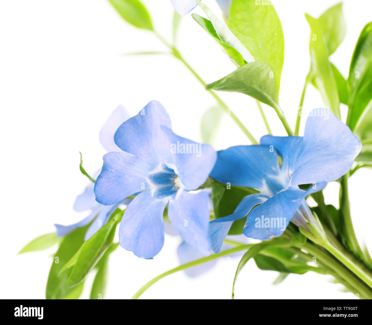 Purple periwinkle isolated on white Stock Photo - Alamy