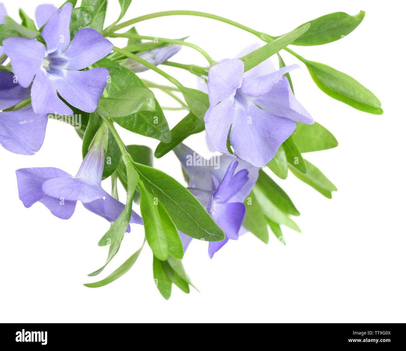 Flowers periwinkle Cut Out Stock Images & Pictures - Alamy