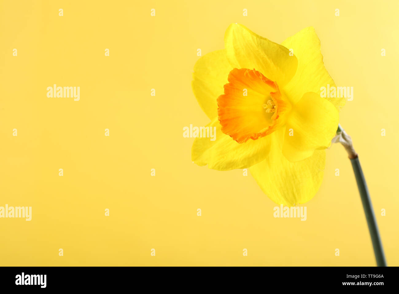Fresh narcissus flower on color background Stock Photo - Alamy