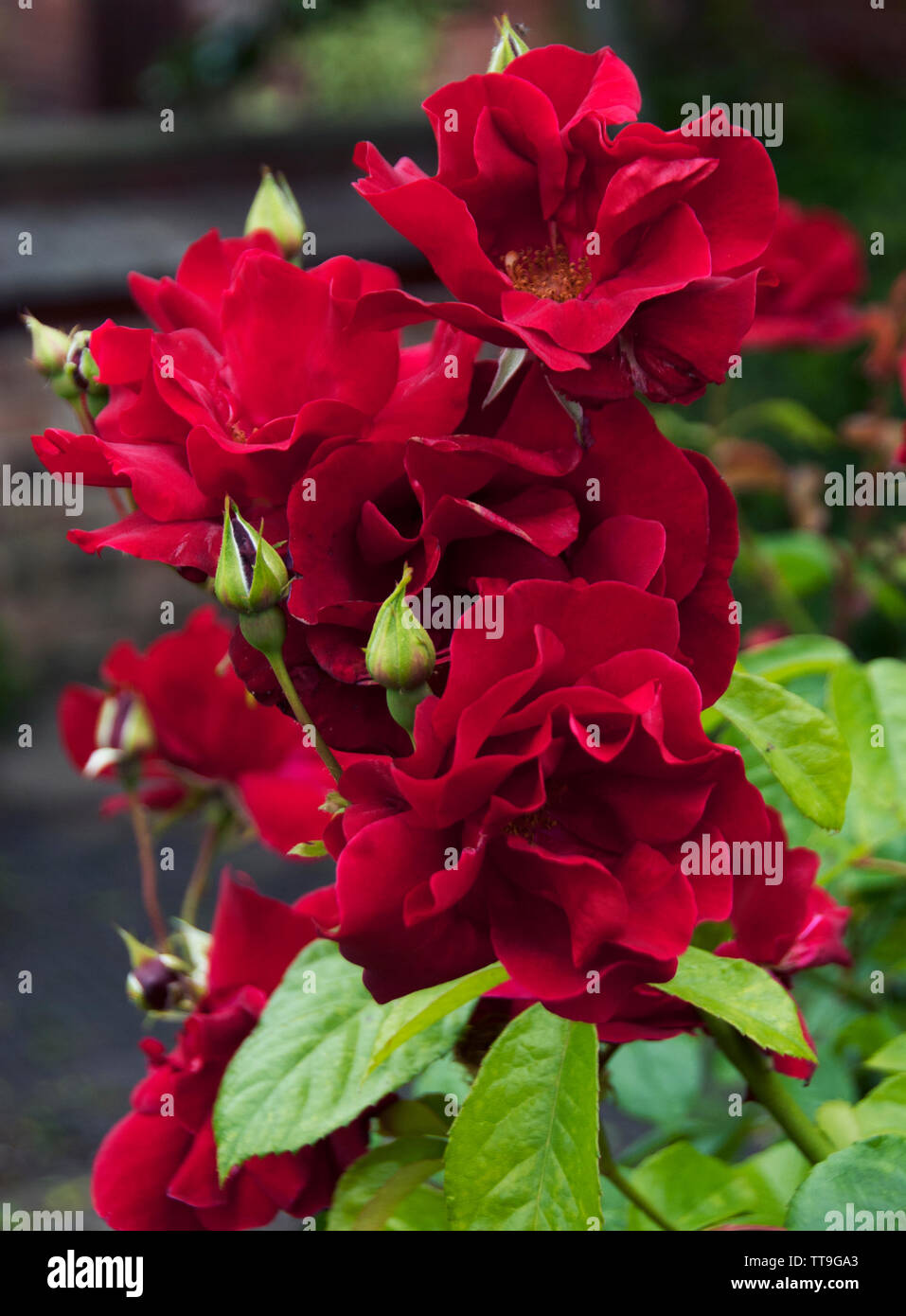 Crimson floribunda rose - possibly Rosa 'Dusky Maiden';almost single ...