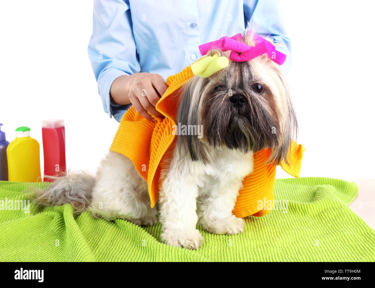 Hairdresser towel Shih Tzu dog in barbershop, isolated on white Stock ...