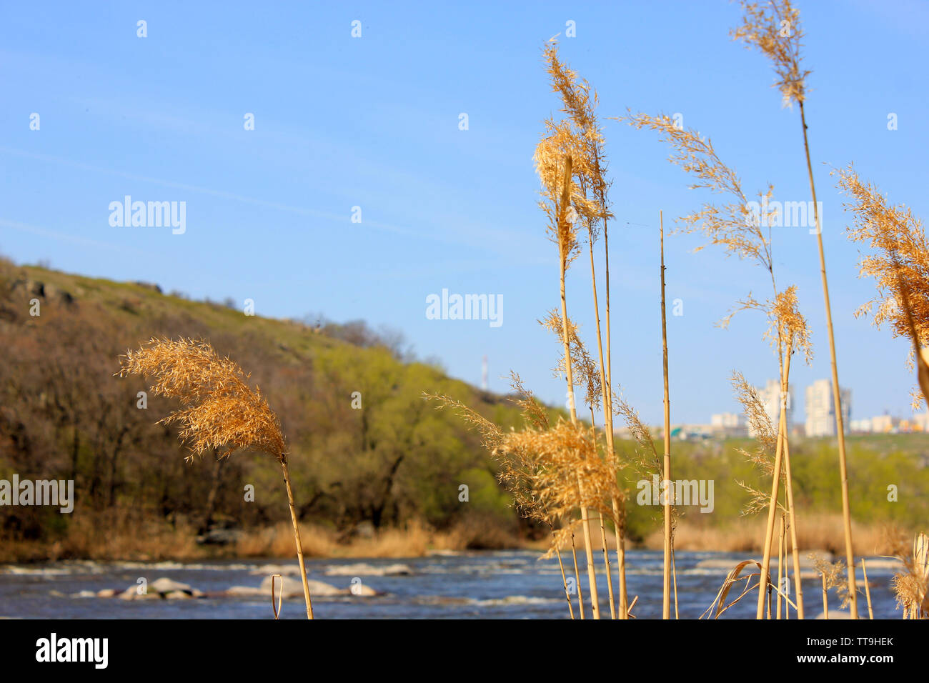 Spring landscape with river, stones and trees Stock Photo - Alamy