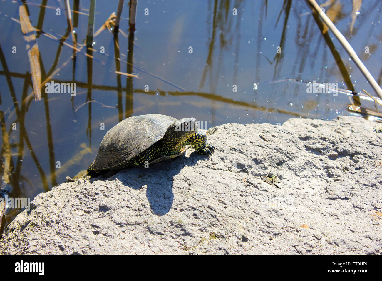 Turtle on river bank Stock Photo - Alamy