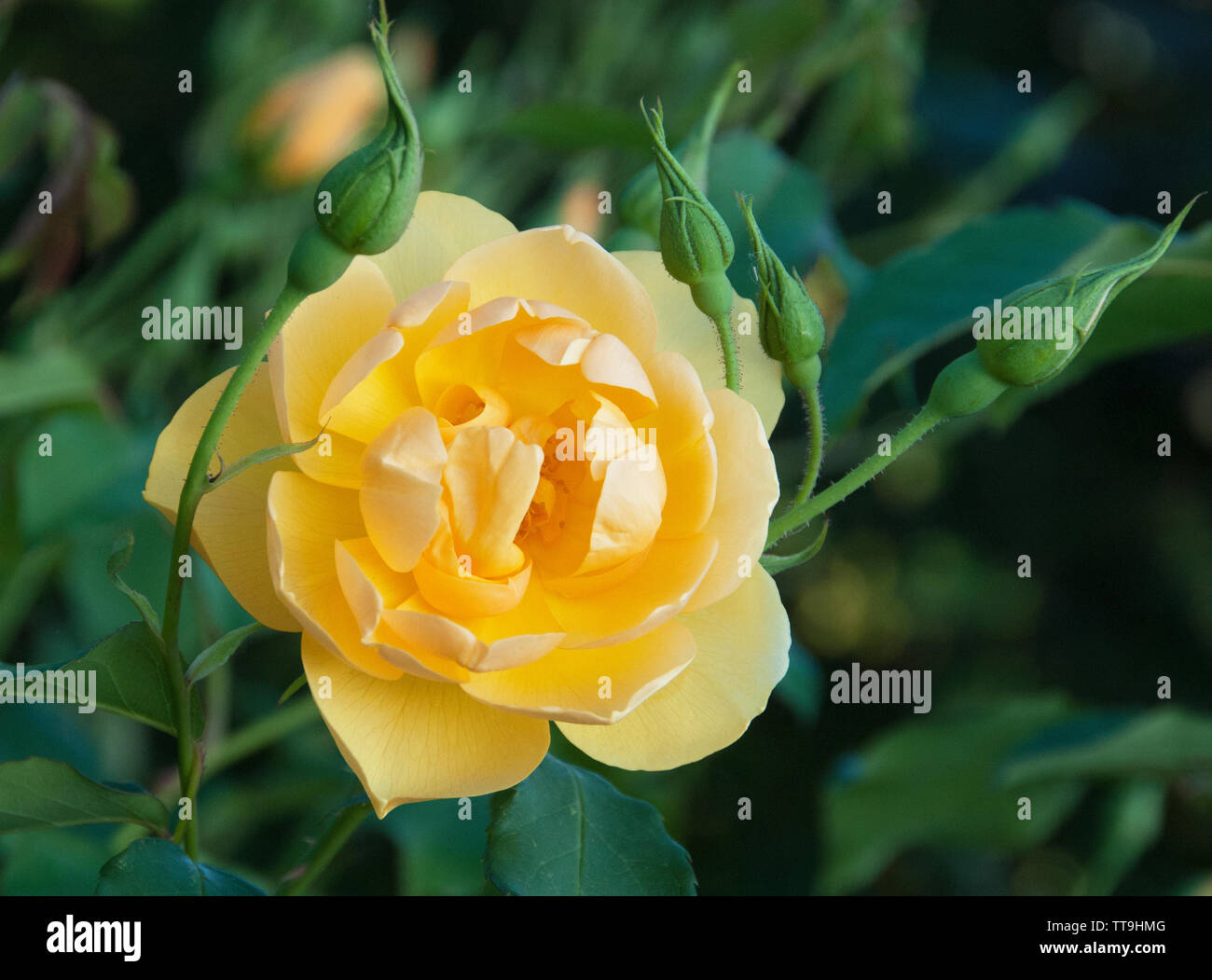 Shrub rose buttercup hi-res stock photography and images - Alamy