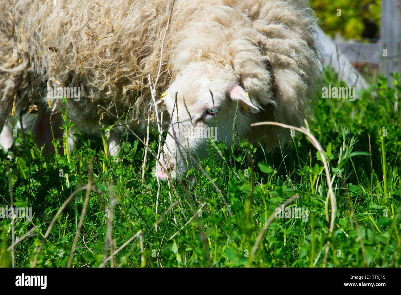 flock of skudde sheep. skudde are one of the oldest domesticated sheep ...