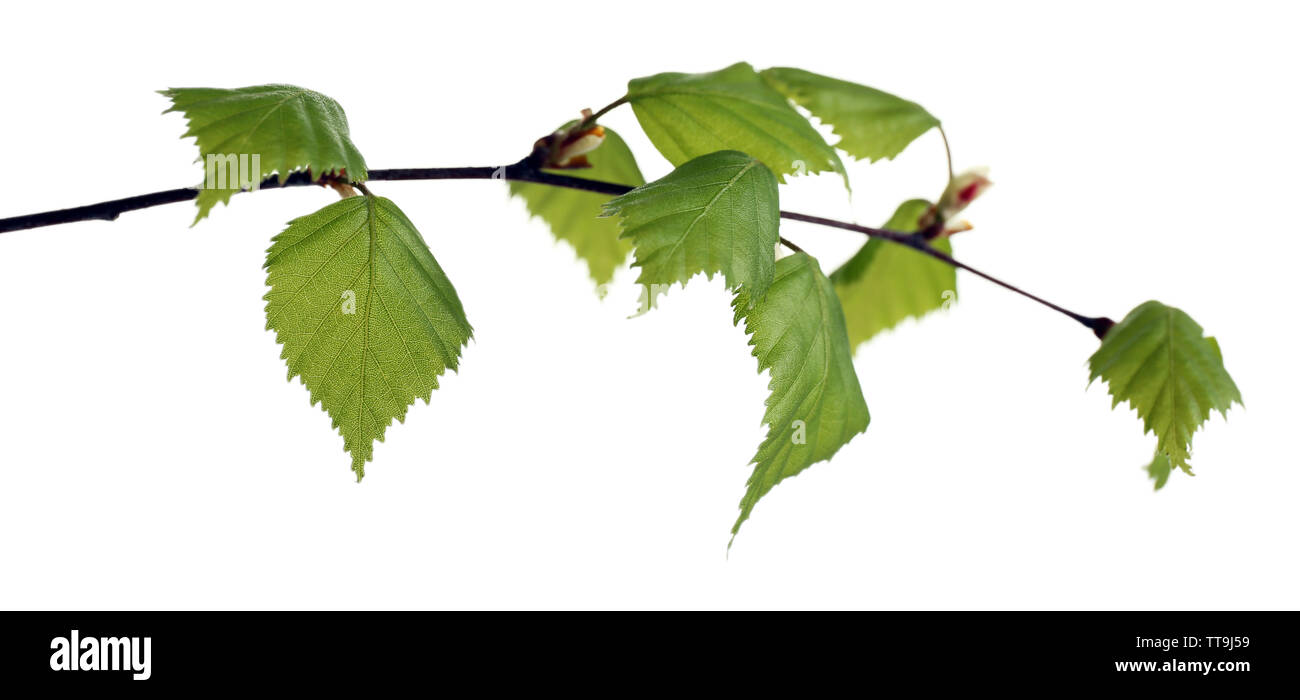 Branch with spring leaves isolated on white Stock Photo - Alamy