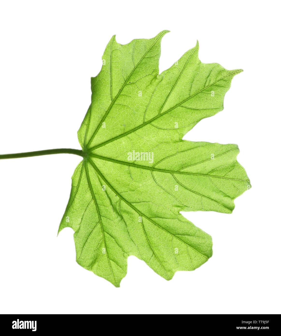 Spring maple leaf, isolated on white Stock Photo - Alamy