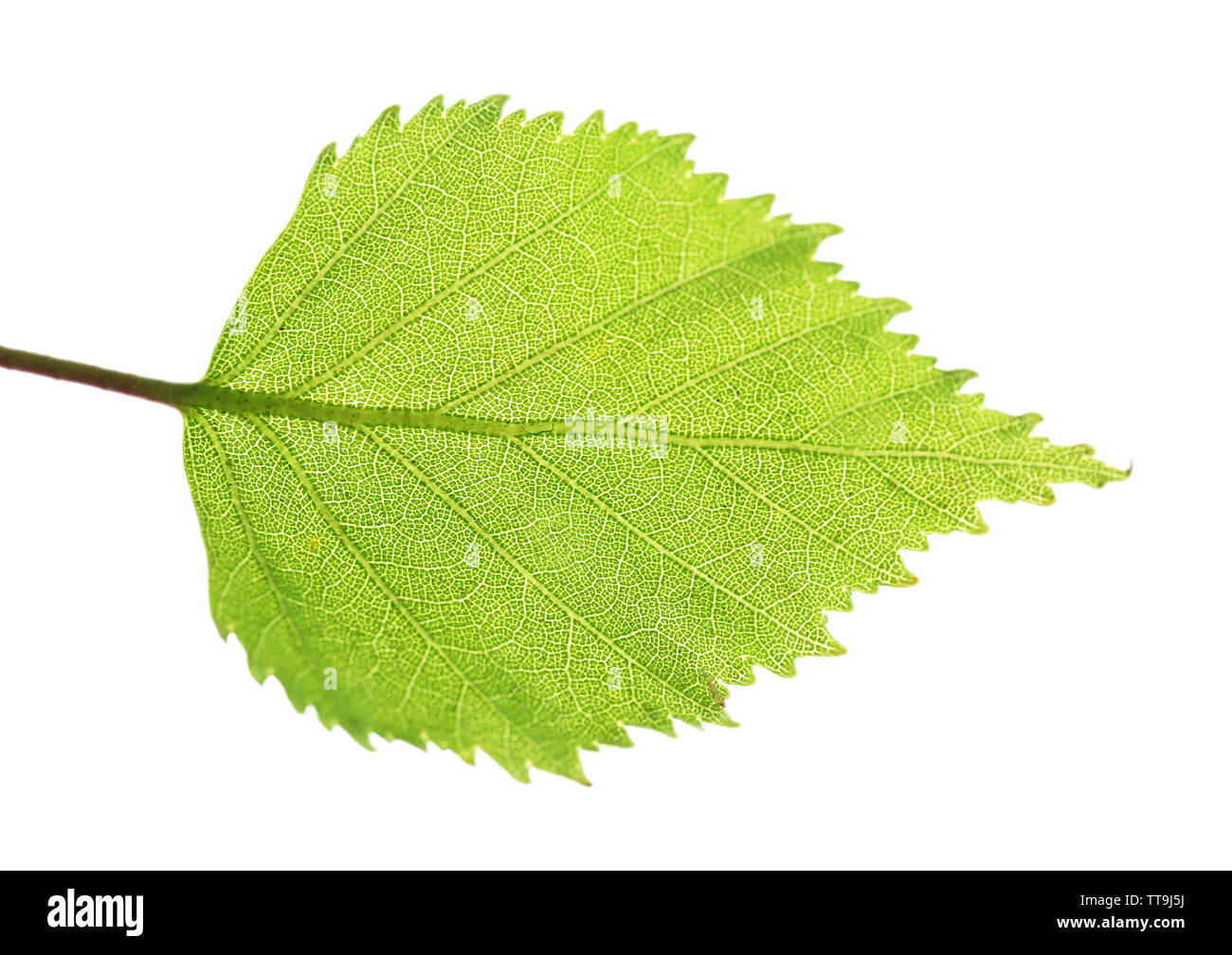 Spring birth hi-res stock photography and images - Alamy