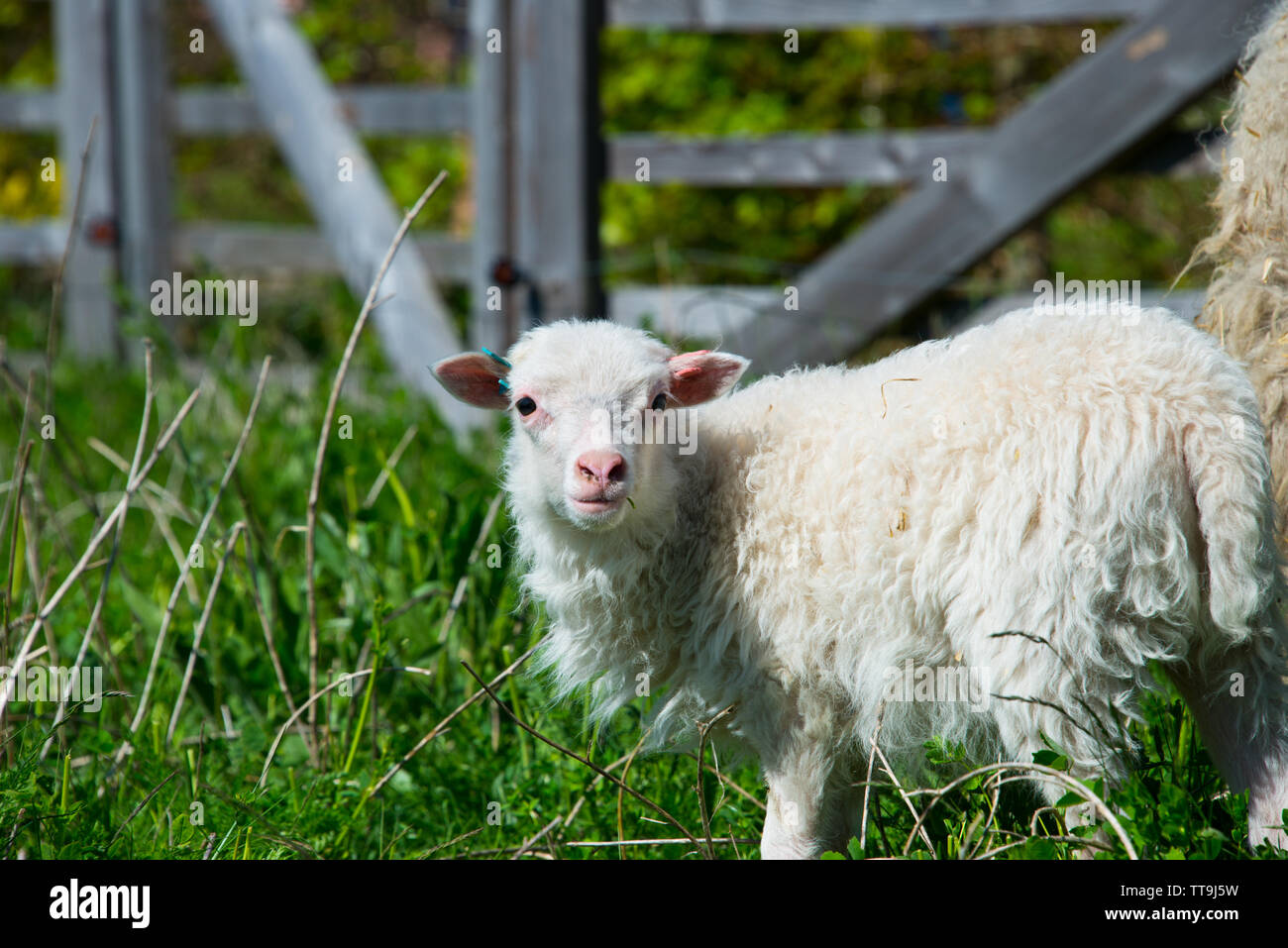 flock of skudde sheep. skudde are one of the oldest domesticated sheep ...