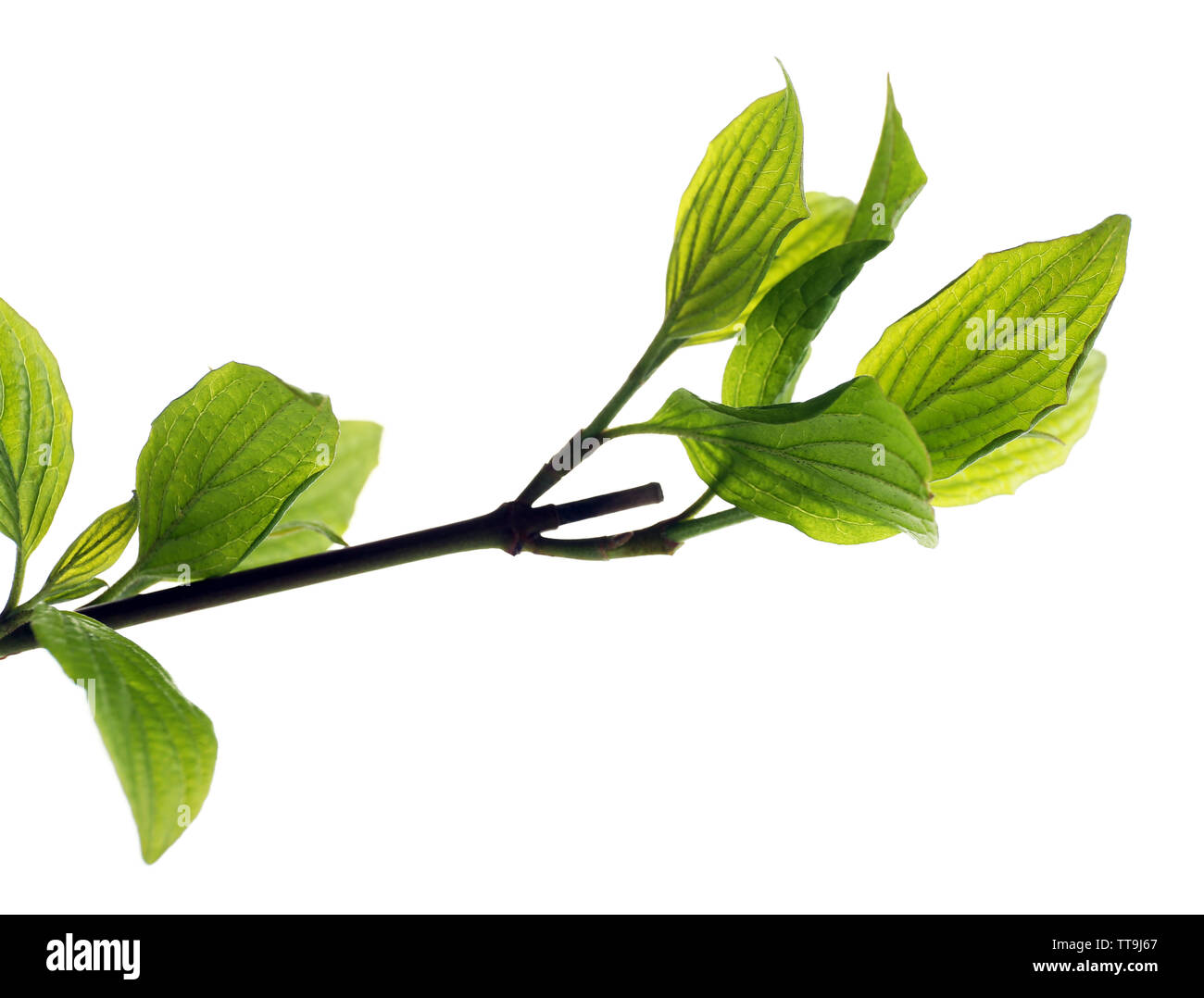 Branch with spring leaves isolated on white Stock Photo - Alamy