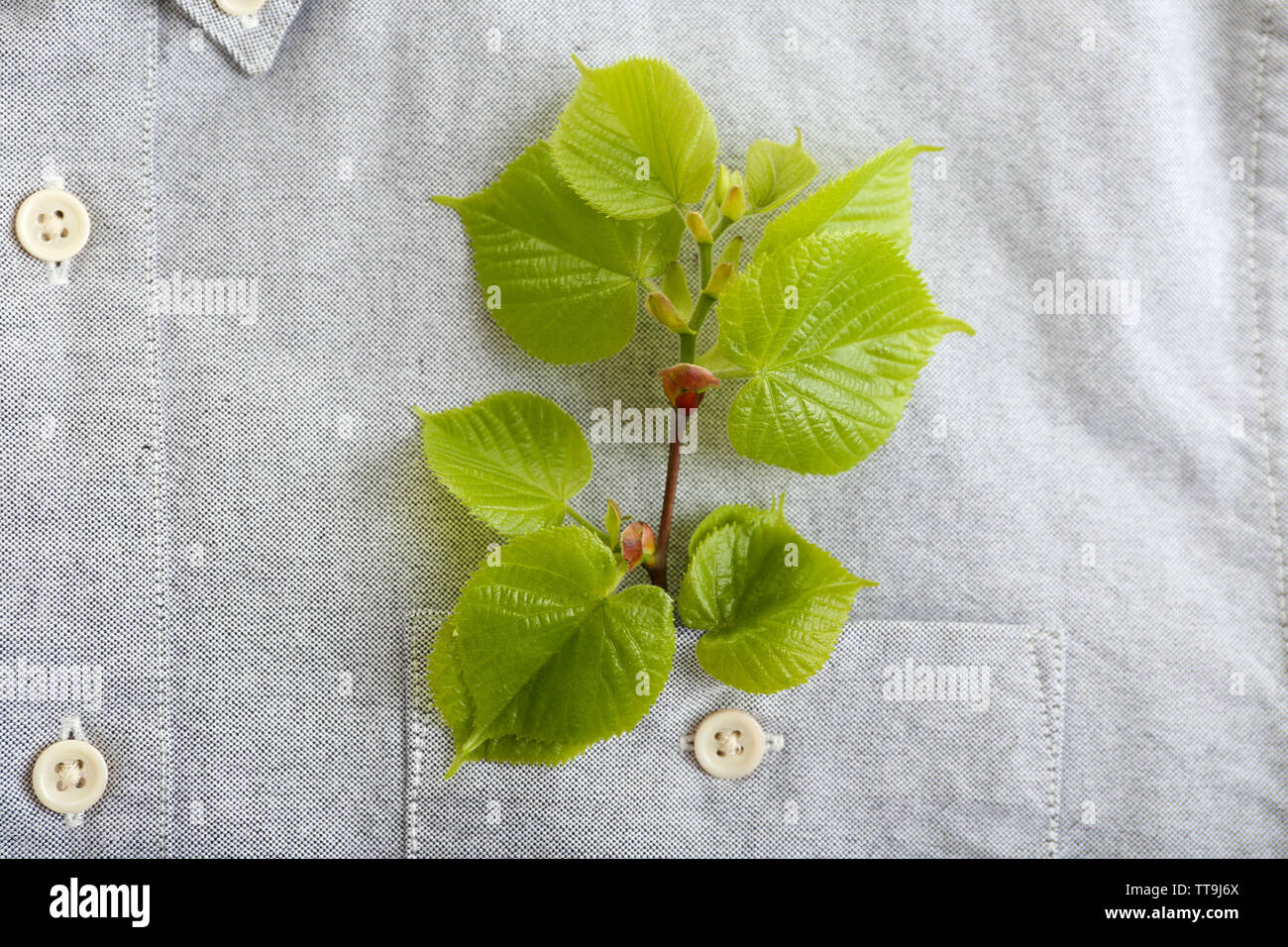 Twig with fresh leaves in shirt pocket, close up Stock Photo - Alamy
