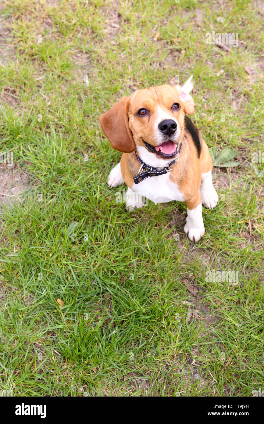 Funny cute dog in park Stock Photo - Alamy