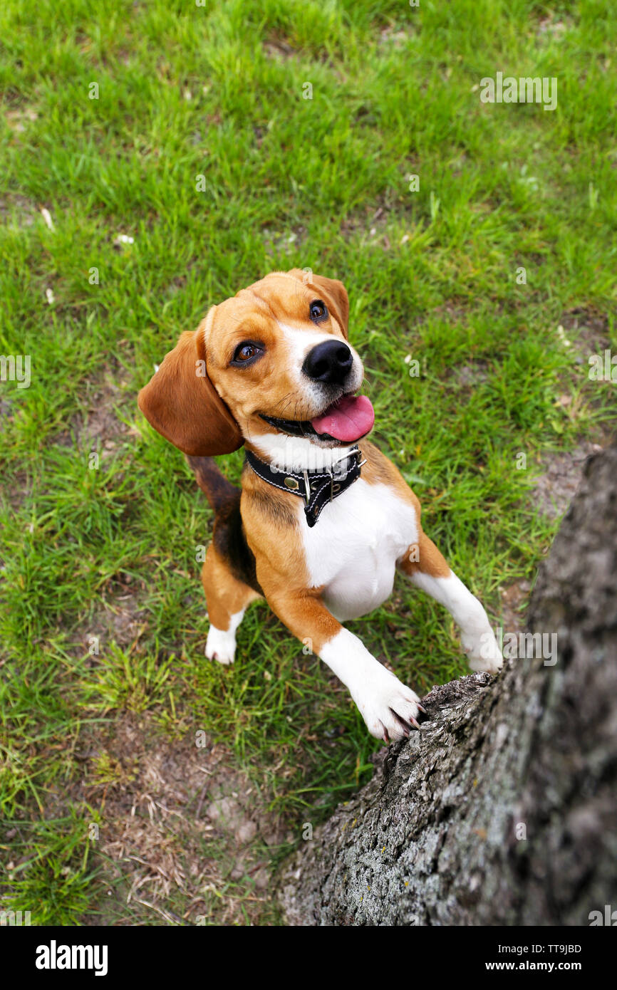 Funny cute dog in park Stock Photo - Alamy